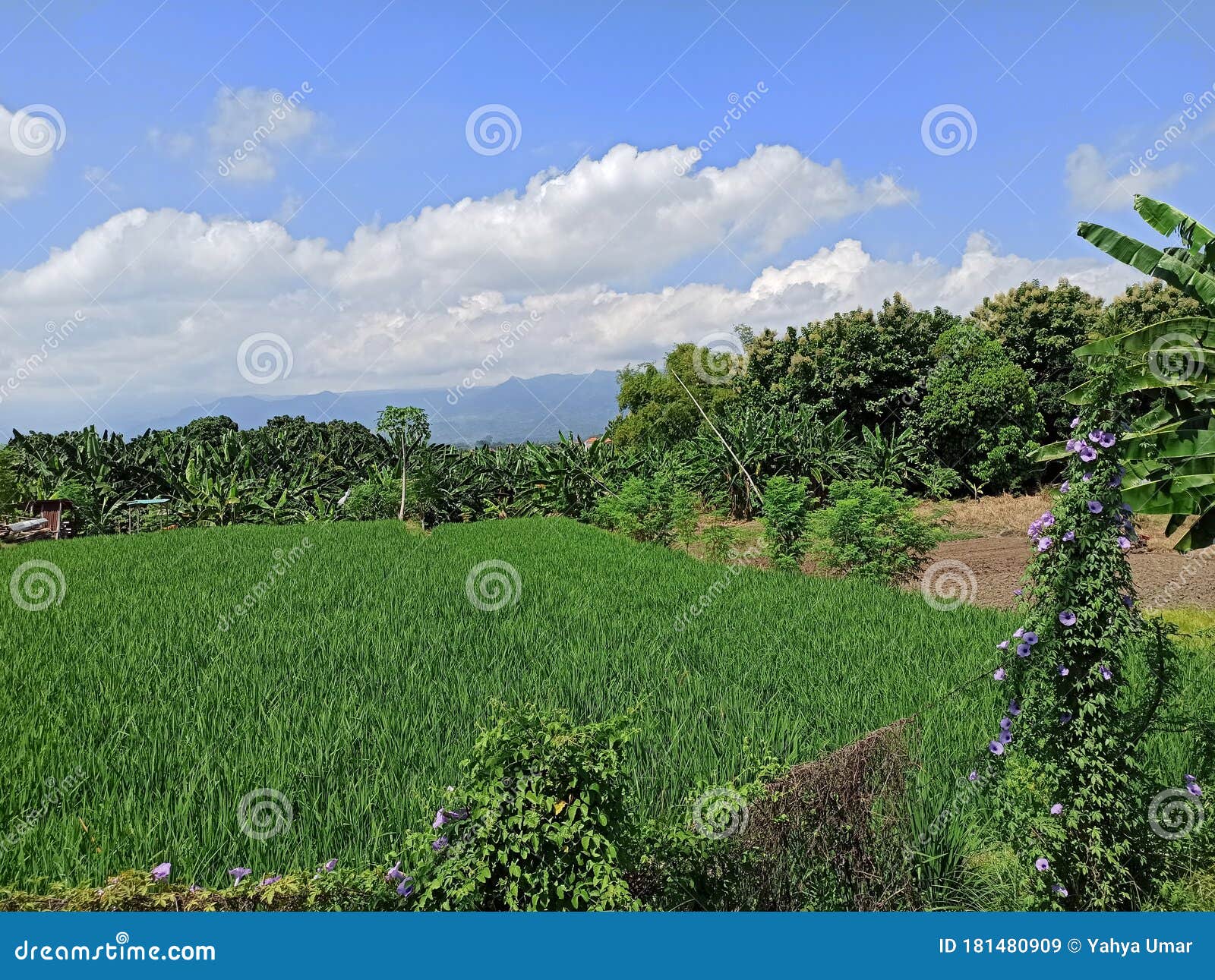 Rice field and sky stock image. Image of grass, agriculture - 181480909