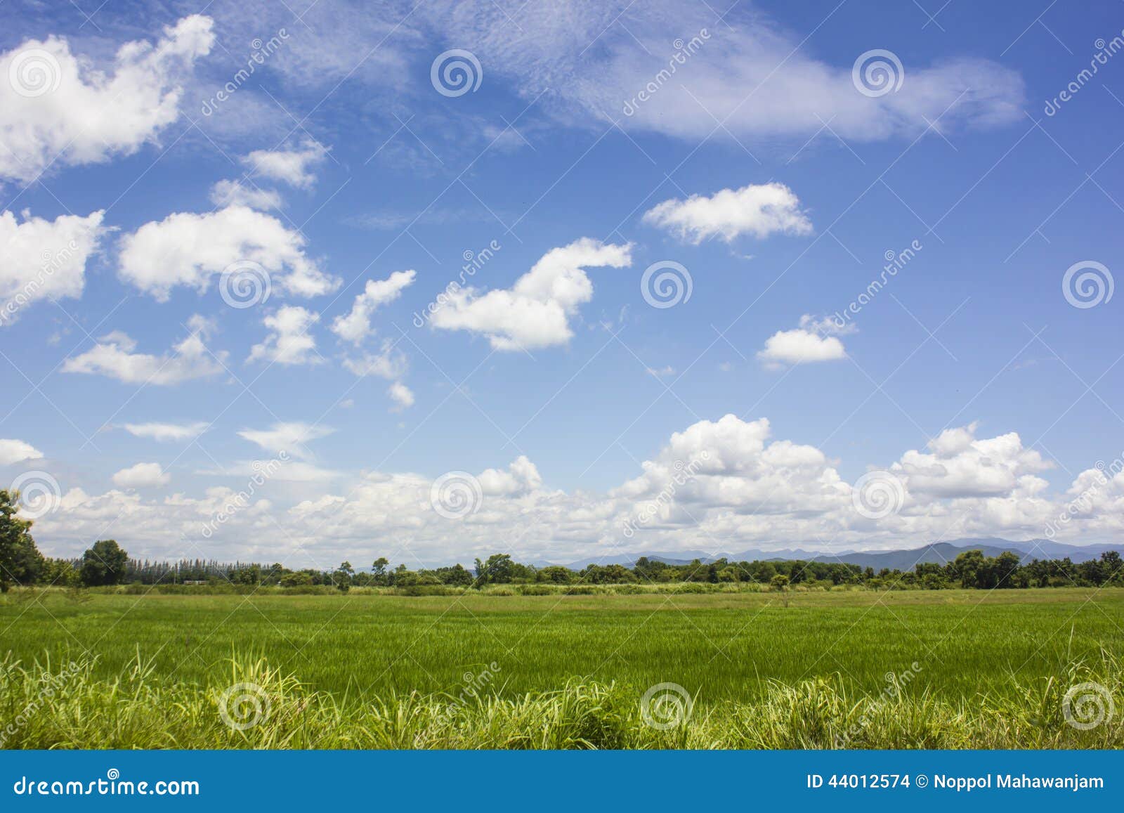 Rice field with sky view stock photo. Image of outdoor - 44012574