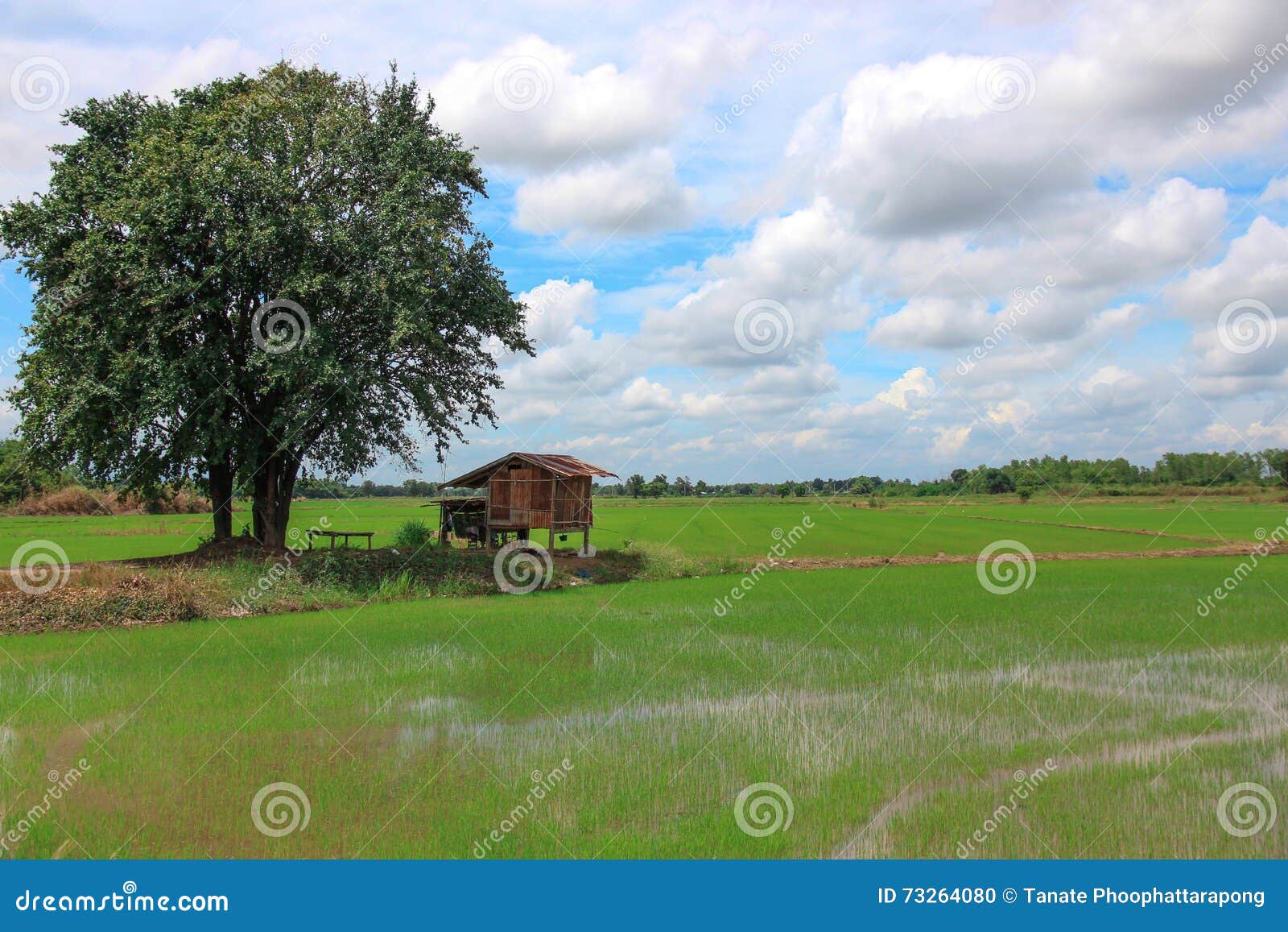 Rice Field with Small House and Tree Stock Photo - Image of leaf ...