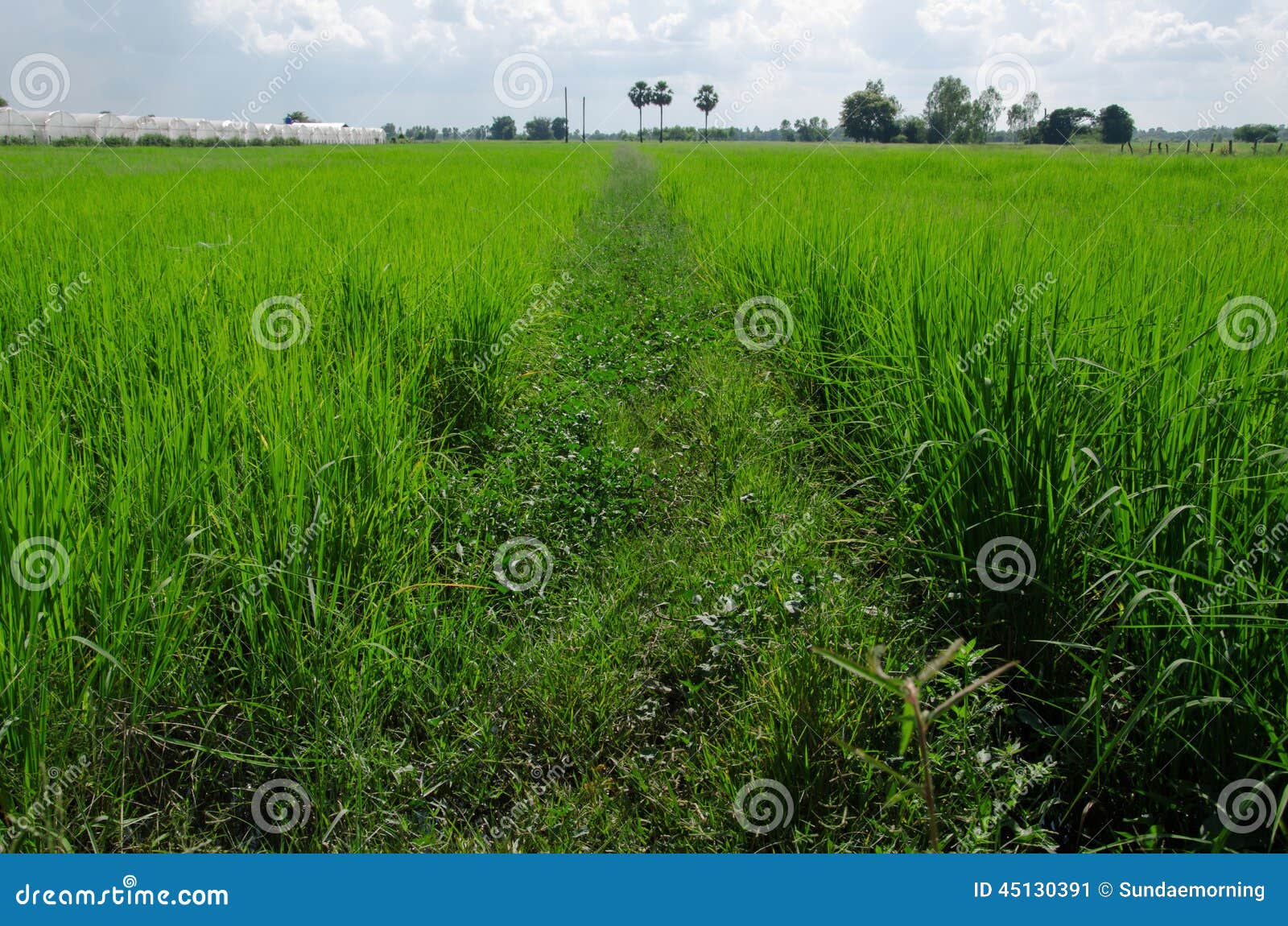 Rice field with small path stock image. Image of fresh - 45130391