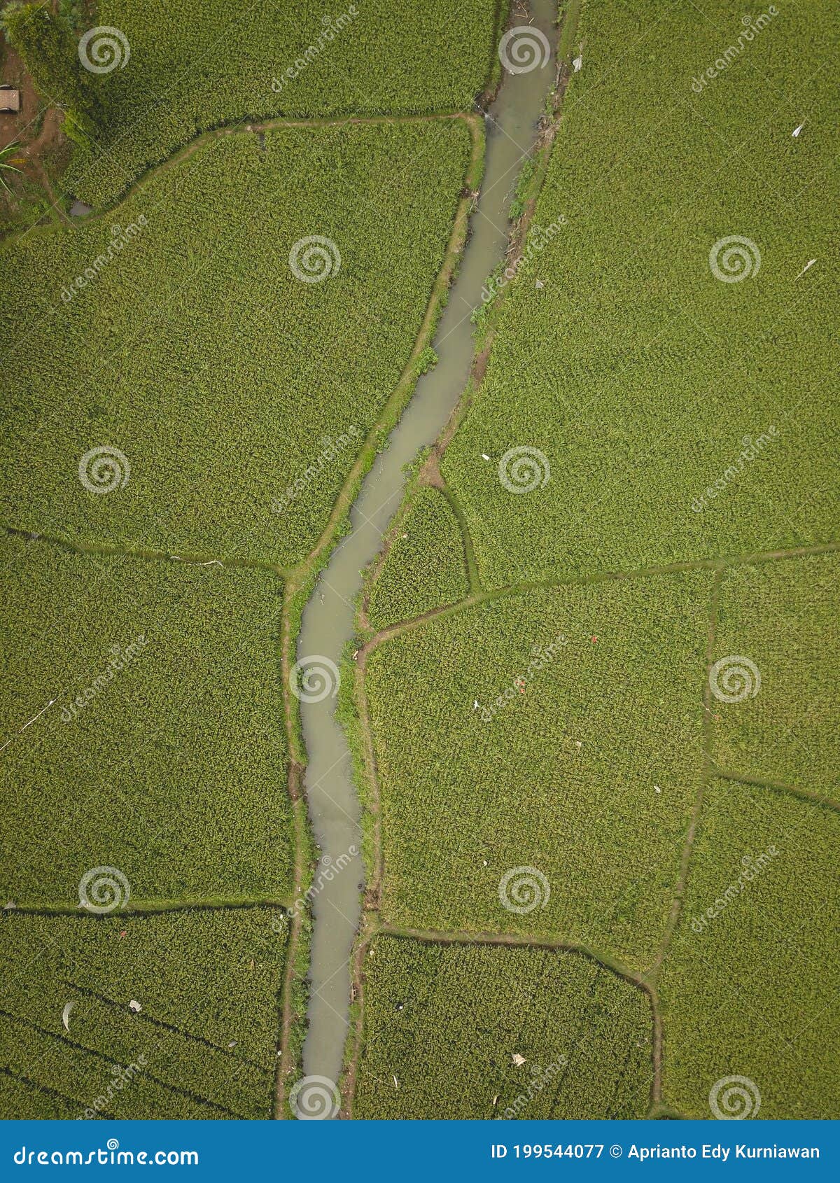 Rice Field with Small River Stock Image - Image of smallriver, rice ...
