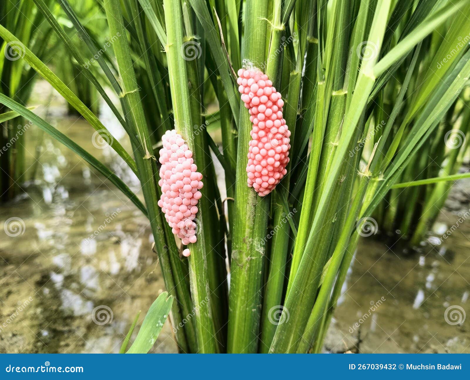 Rice Field Snail Eggs Attached To Rice Stalks. Stock Photo - Image of ...