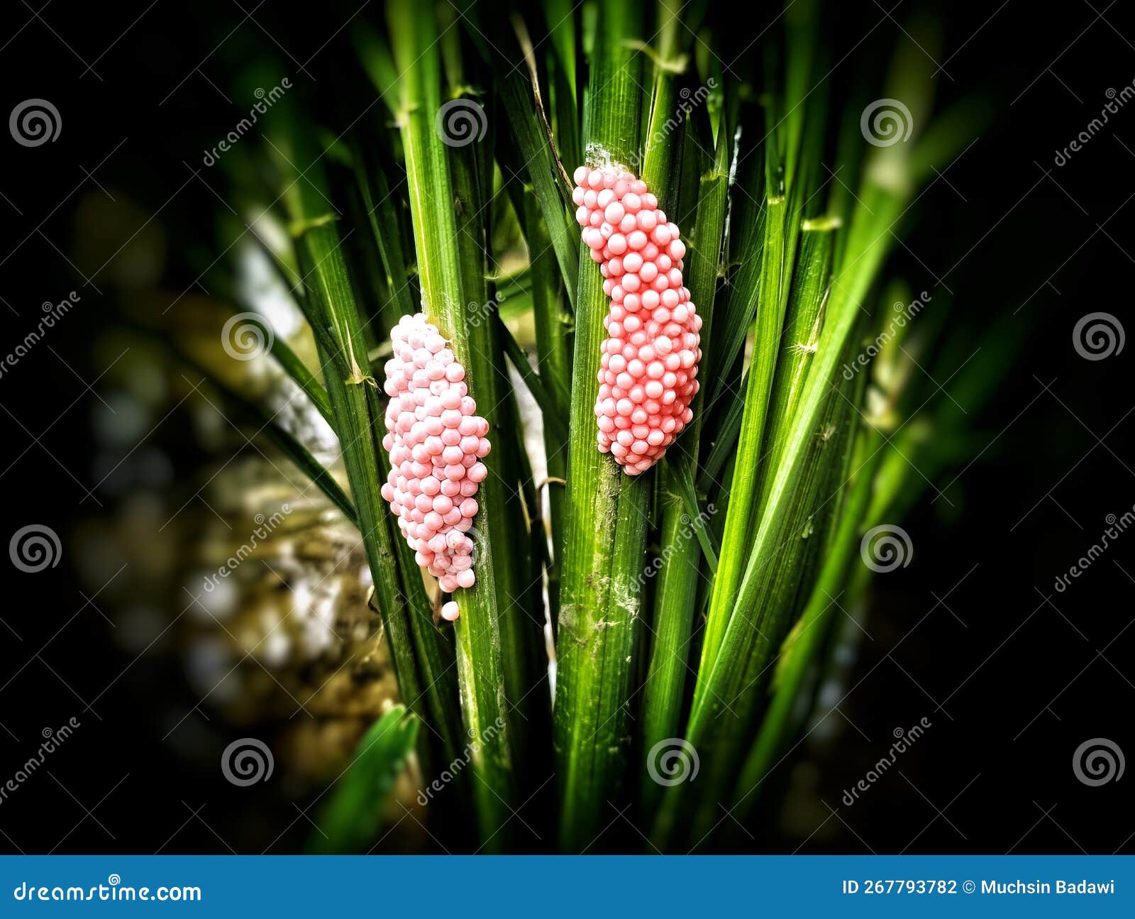 Rice Field Snail Eggs before Dripping. the Eggs Stick To the Rice ...