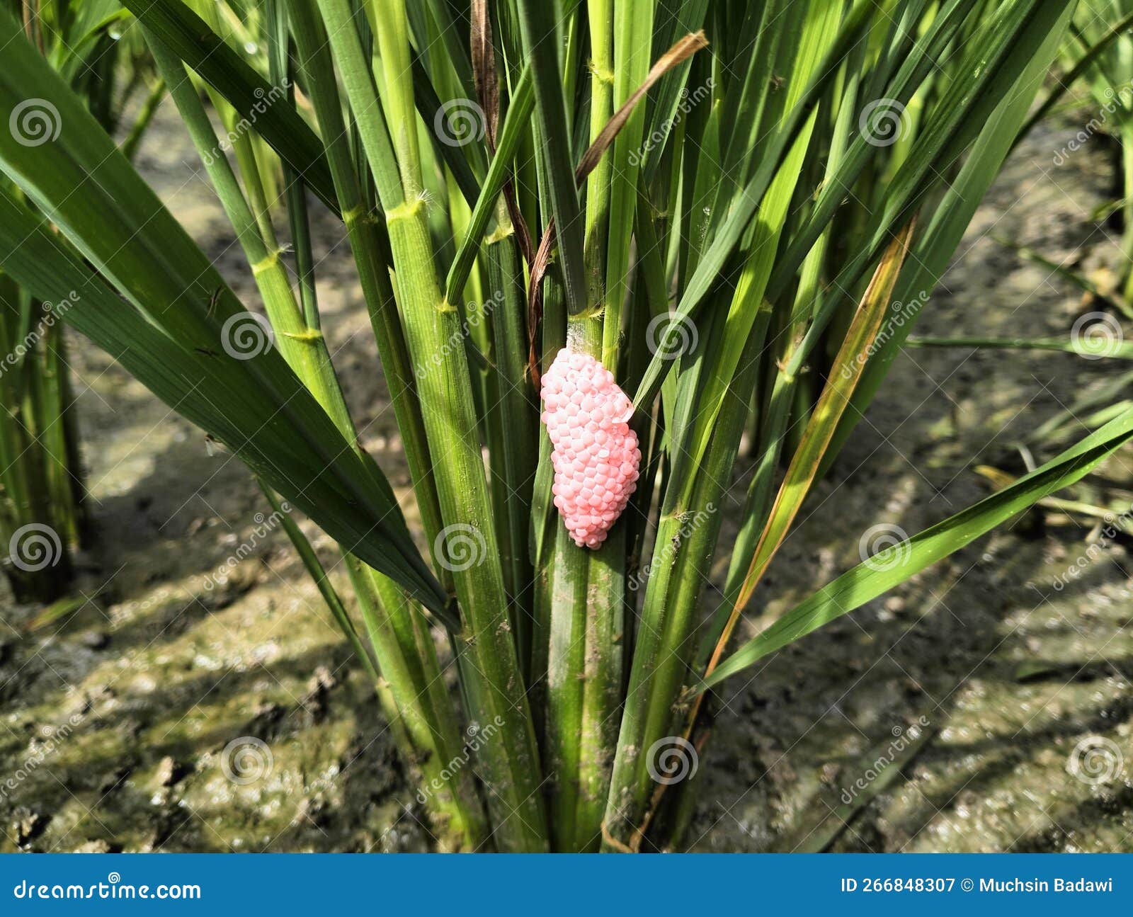 Rice Field Snail Eggs Stick To Rice Stalks. Stock Image - Image of ...