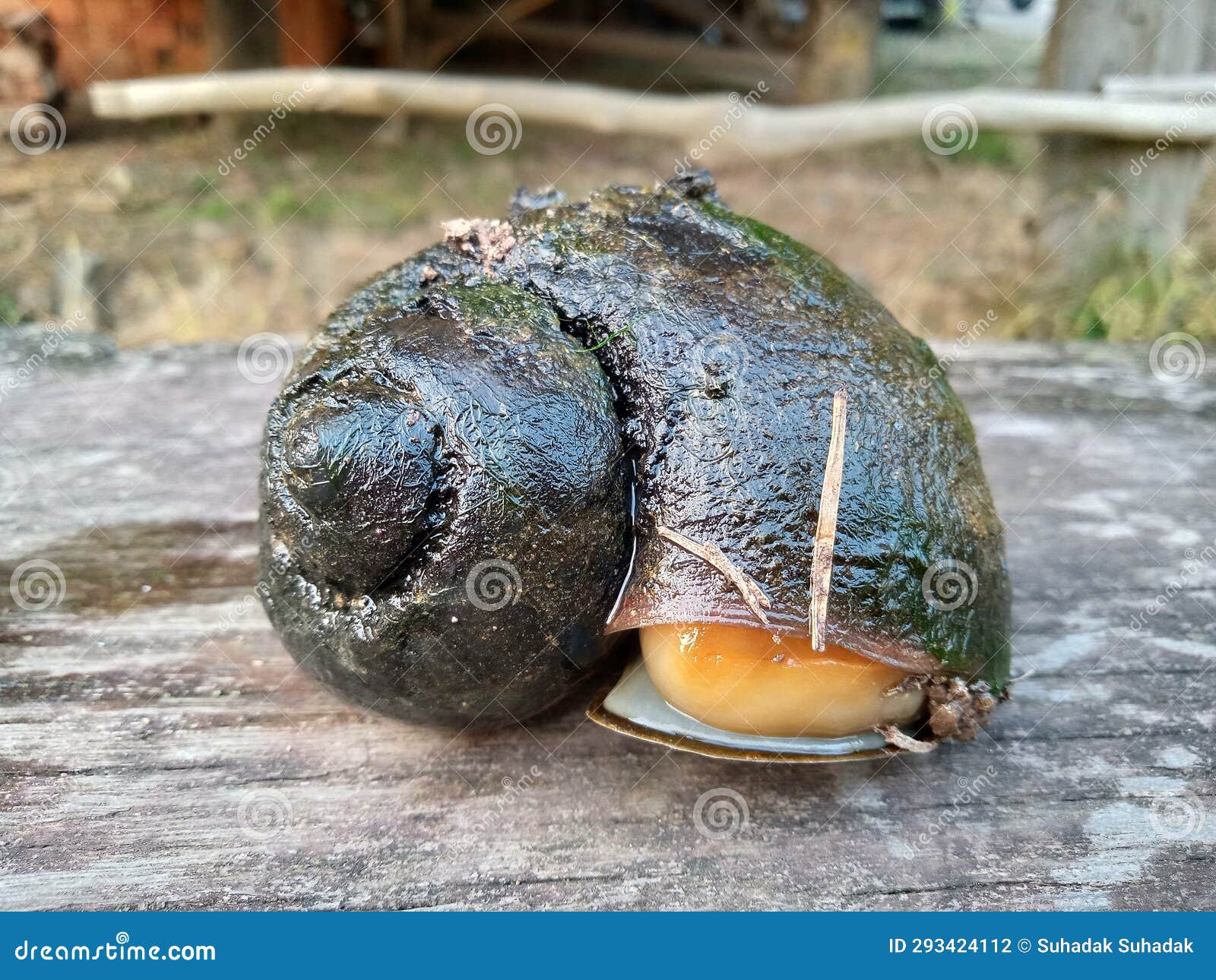 Rice Field Snails with Lots of Moss Stock Photo - Image of nature, dish ...