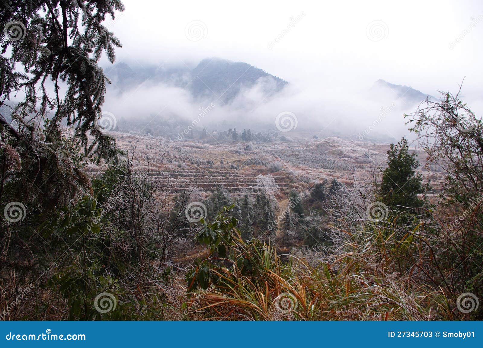 Rice field after snow stock image. Image of forests, grasslands - 27345703