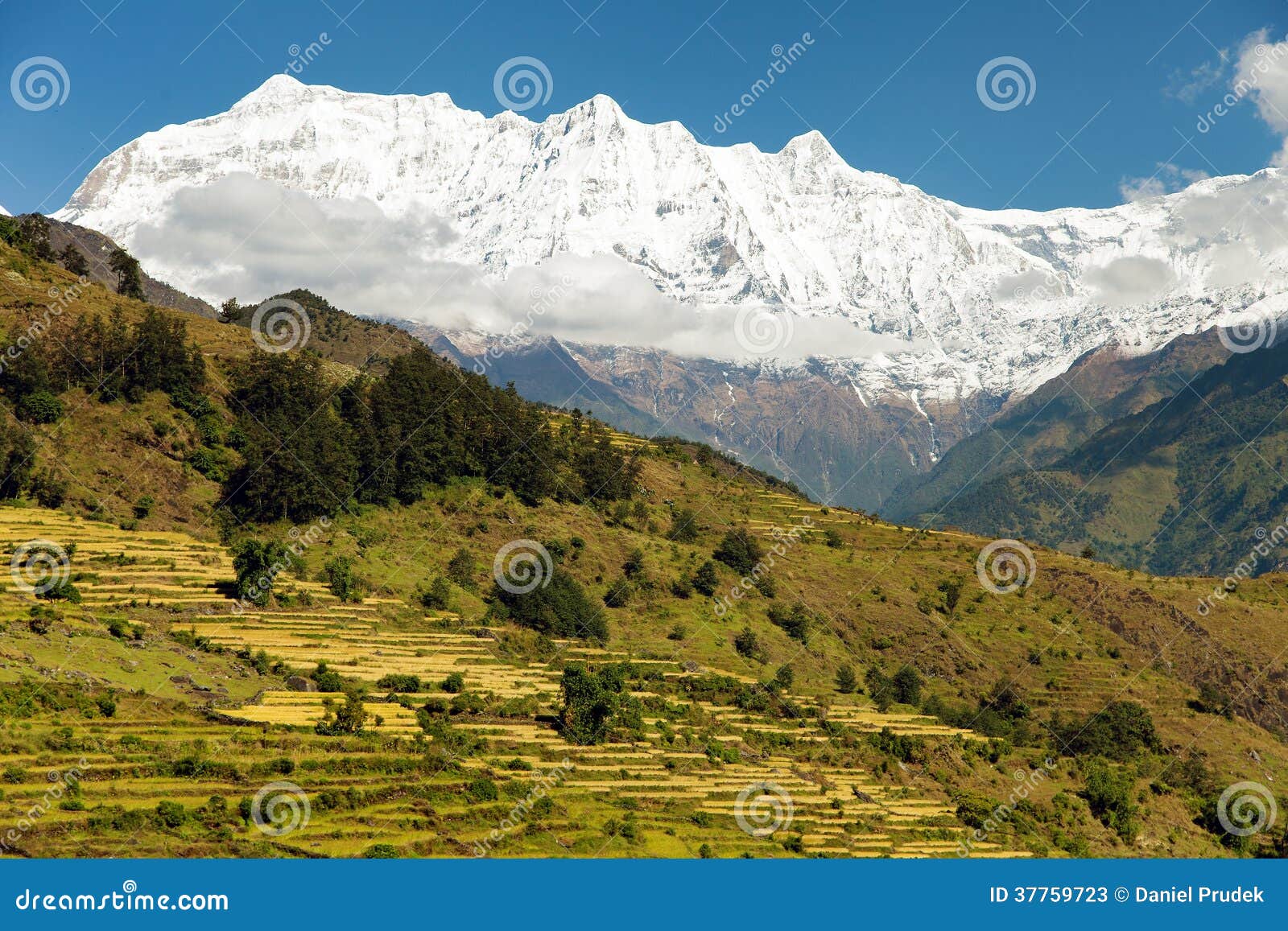 Rice Field and Snowy Himalayas Mountain in Nepal Stock Image - Image of ...