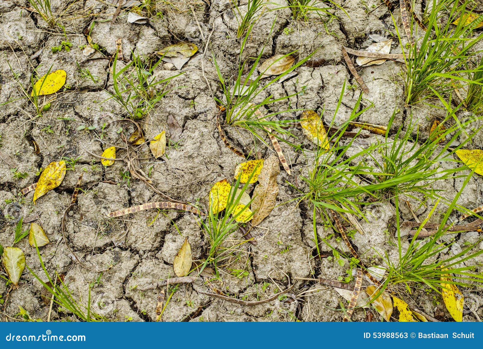Rice field soil texture stock image. Image of natural - 53988563
