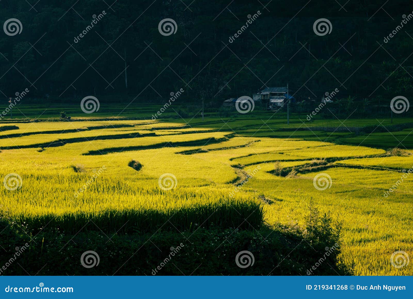 Rice Field in Son La, Viet Nam Stock Photo - Image of cloud, nature ...