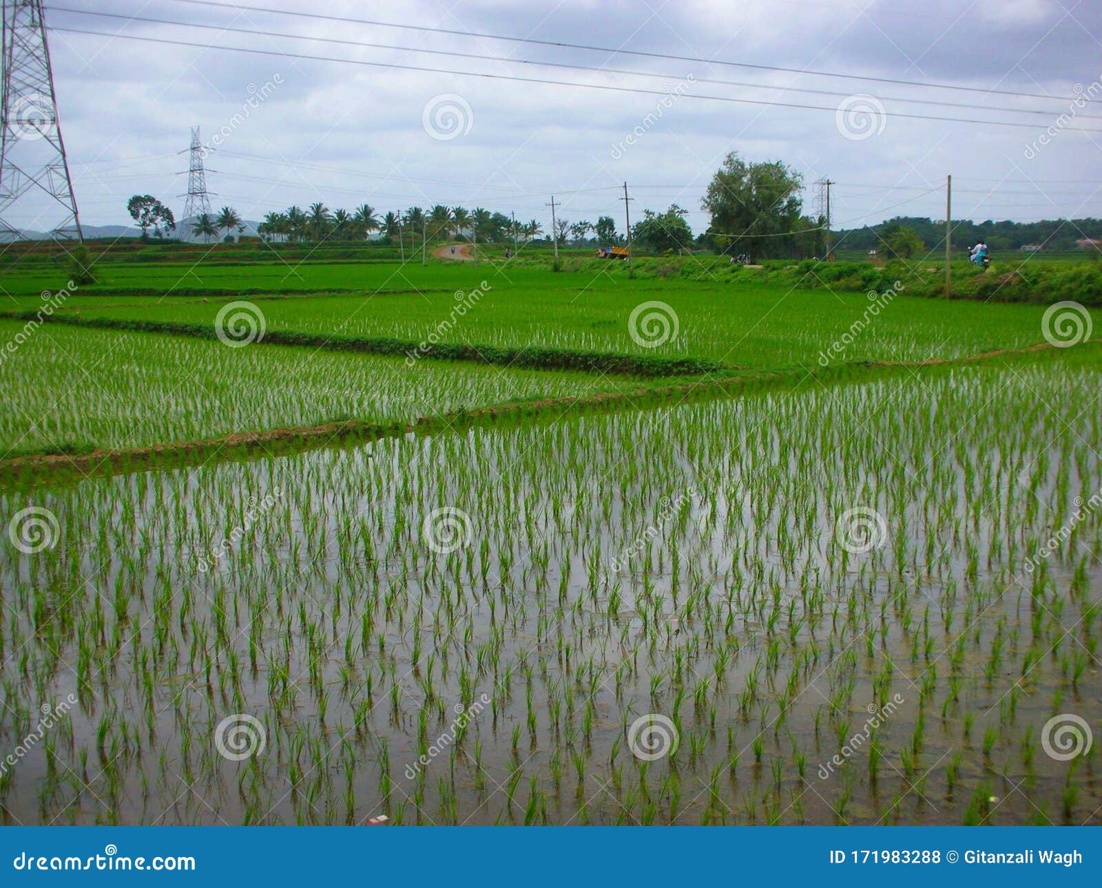 A Rice Field in South India Stock Photo - Image of grain, countryside ...