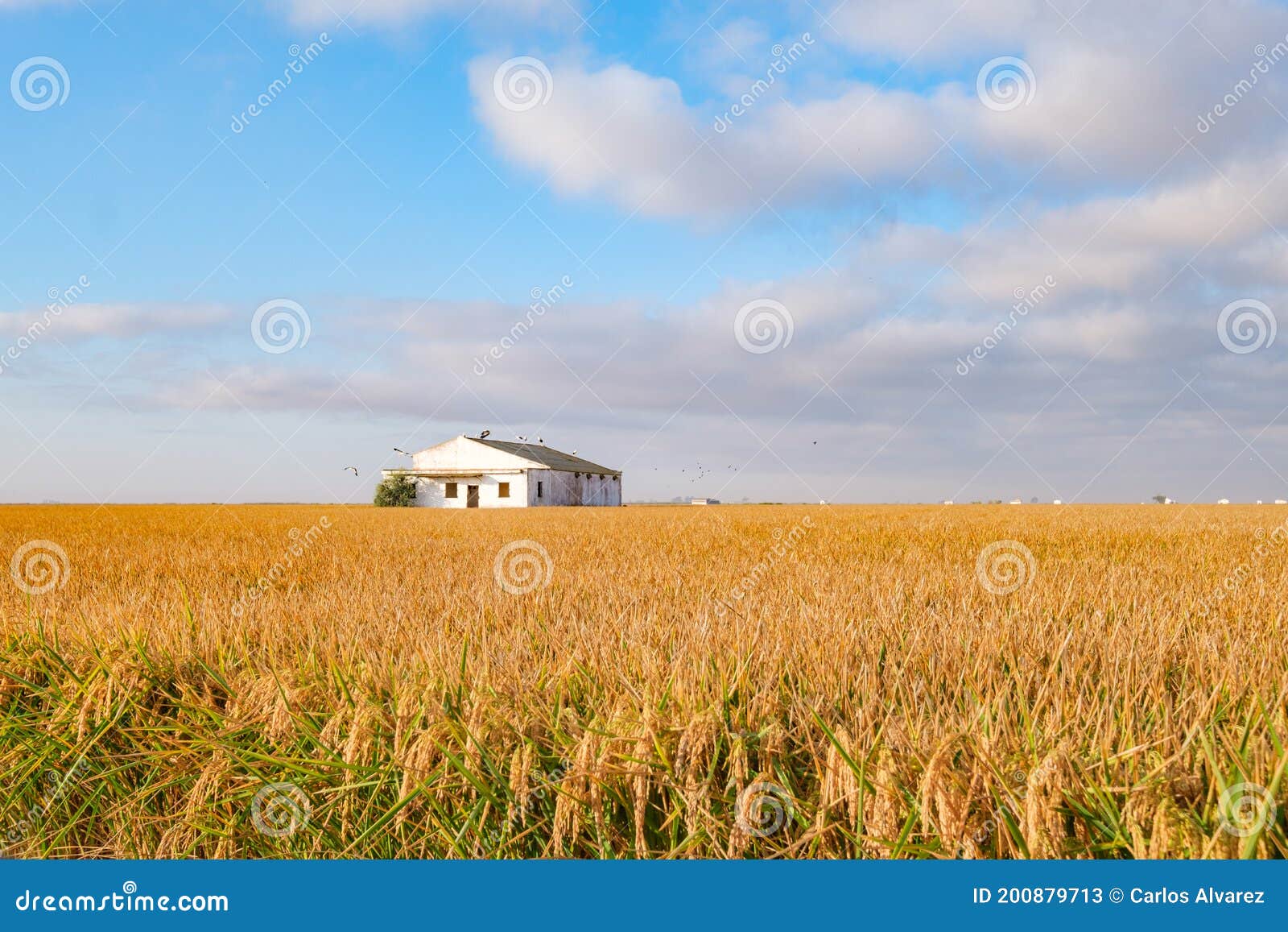 Rice Field in Spain for Collection Stock Image - Image of farmhouse ...