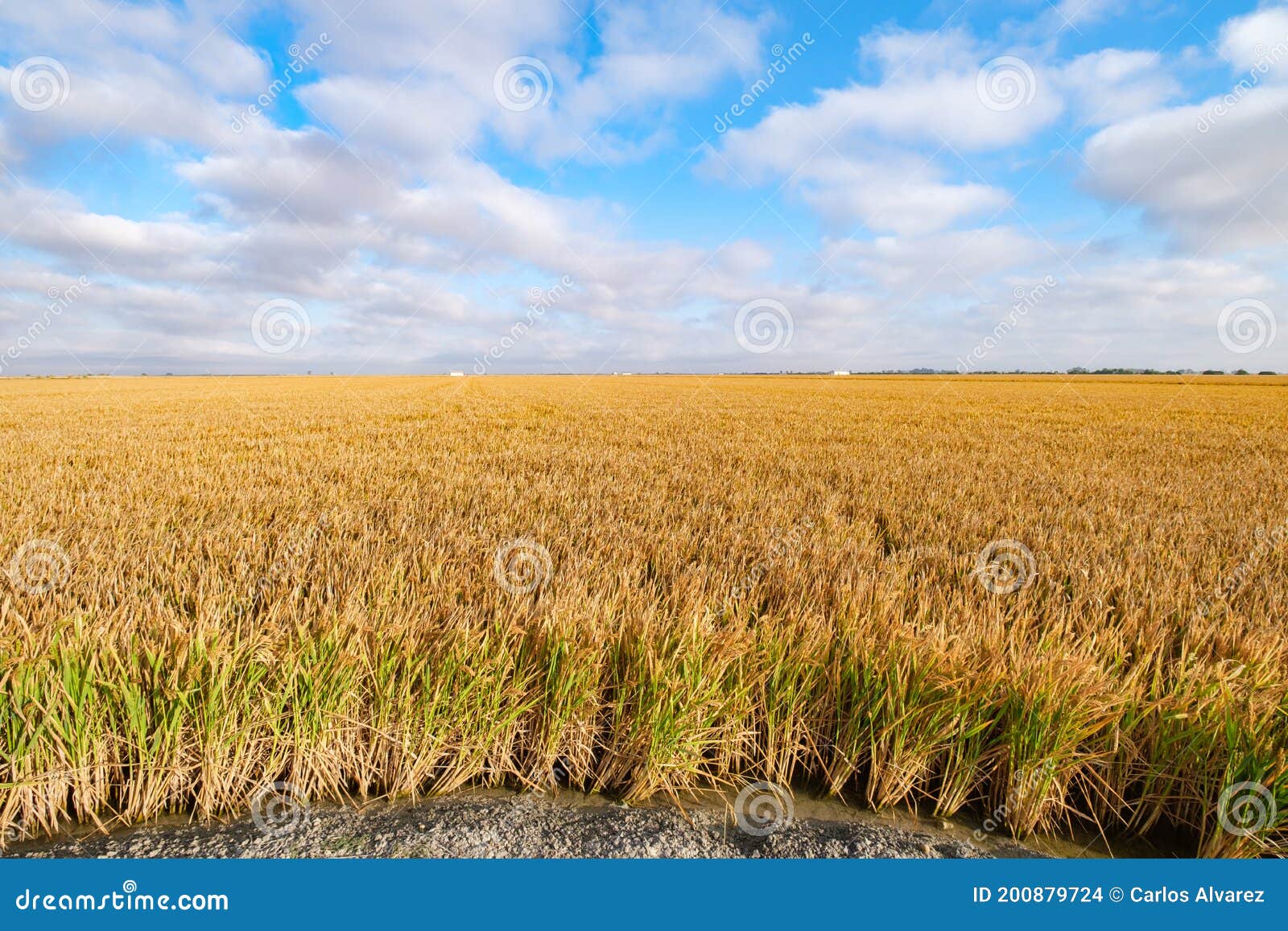 Rice Field in Spain for Collection Stock Photo - Image of great, green ...