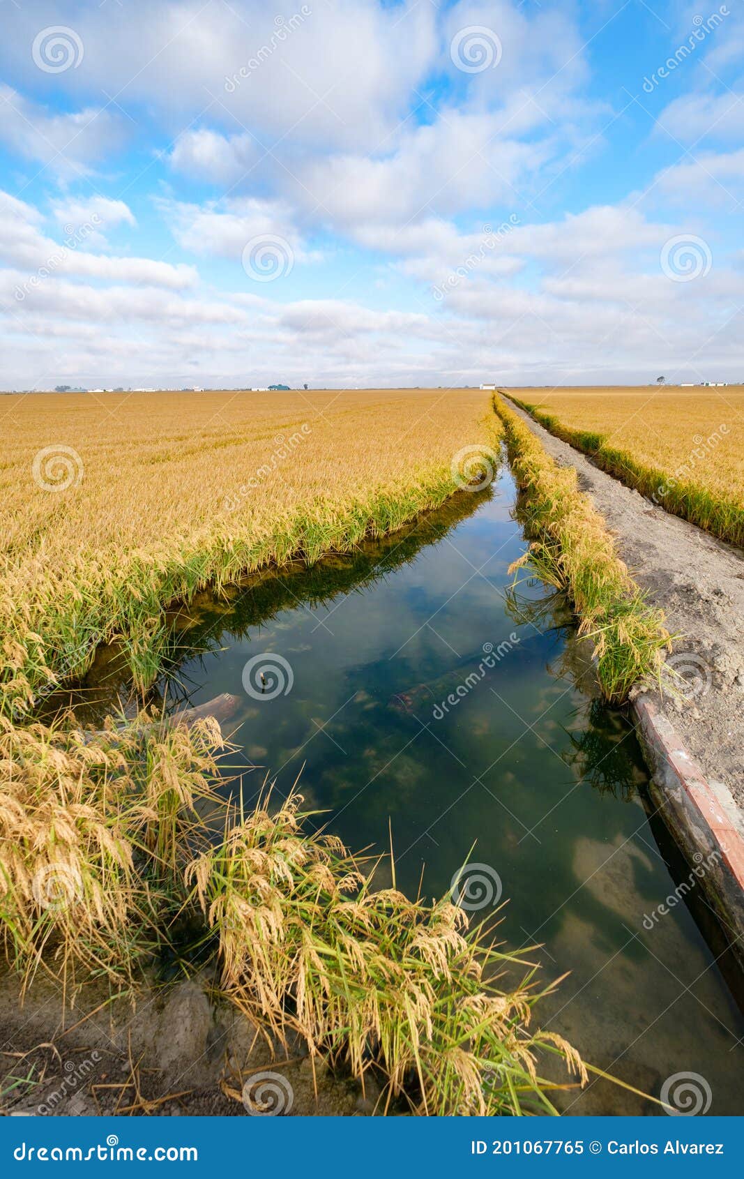 Rice Field in Spain for Collection Stock Image - Image of field, dawn ...