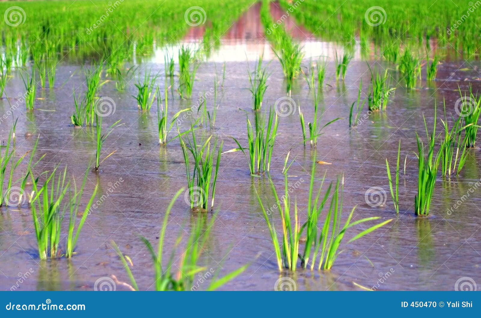Rice Field in the Spring stock photo. Image of grow, rice - 450470