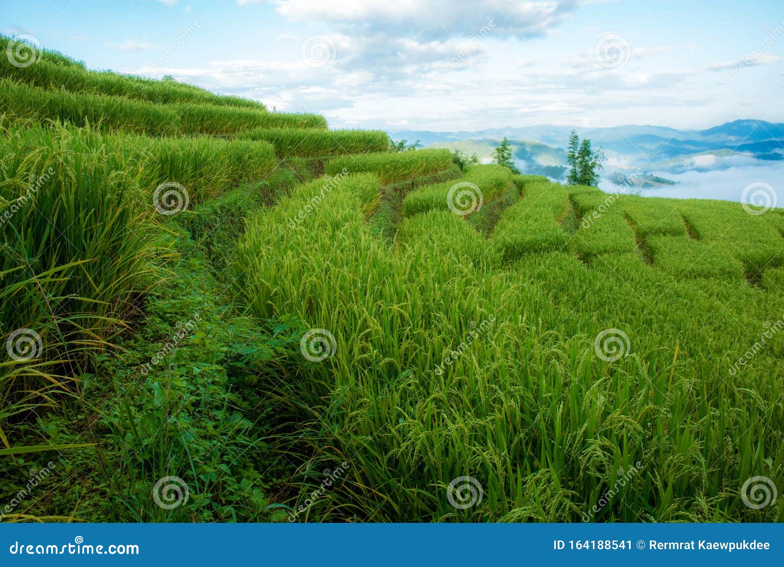 Rice Field of Staircase on Hill Stock Image - Image of cultivate, leaf ...