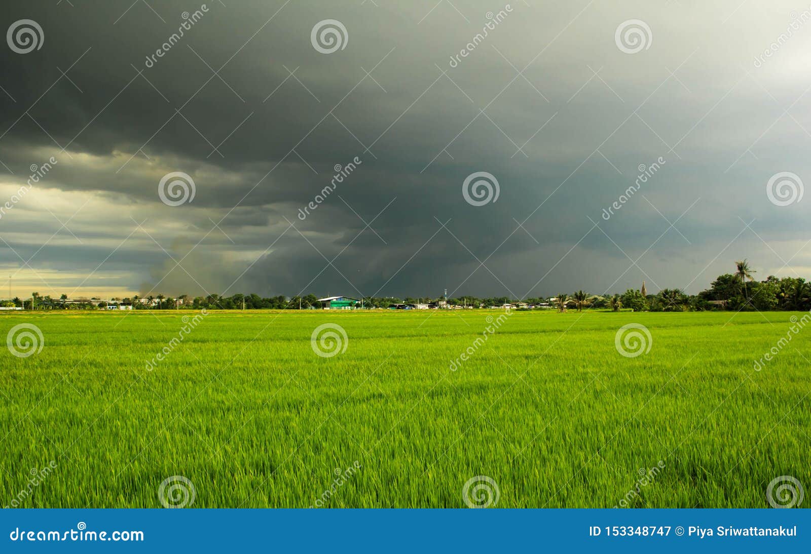 Rice field on storm stock image. Image of landmark, meadow - 153348747