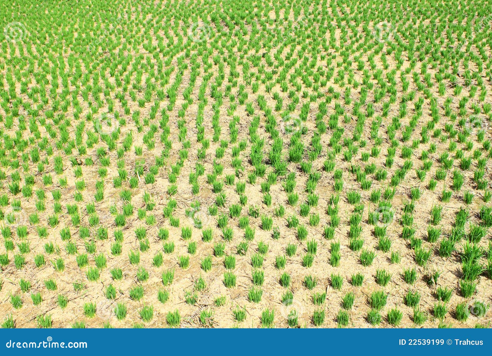Rice Field Style Hole on the Dried Land Stock Image - Image of cereal ...