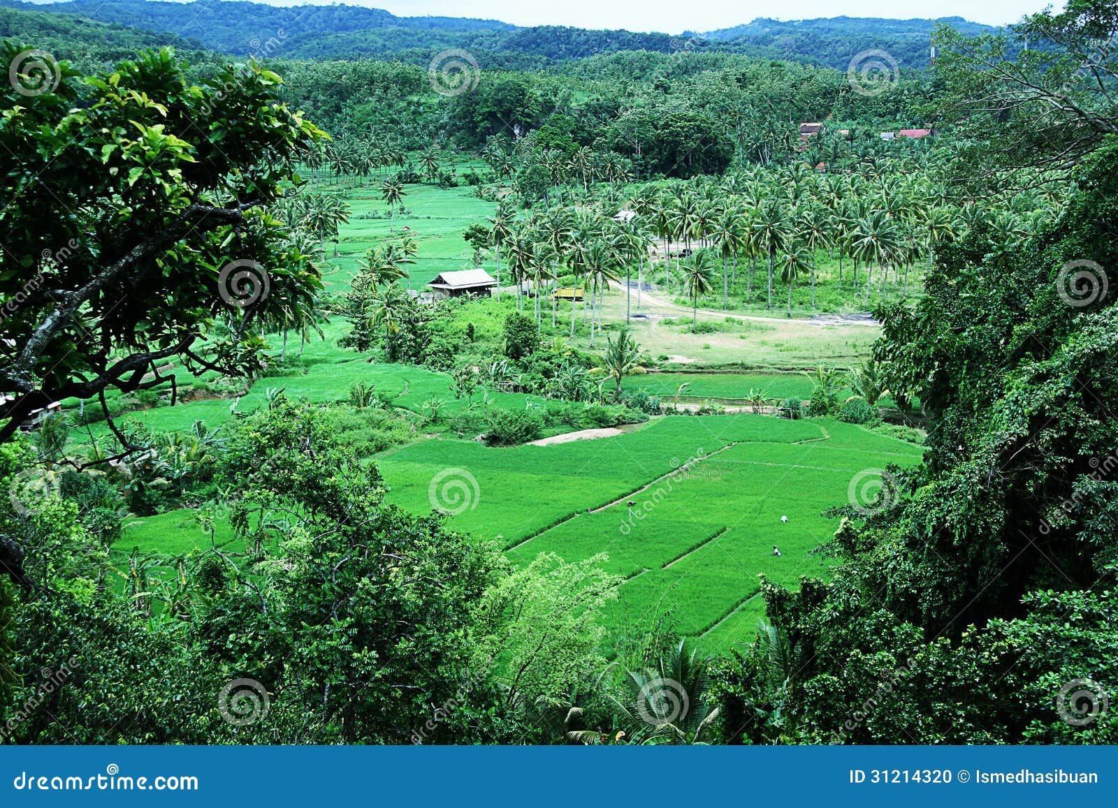 Rice Field at Sumedang West Java Indonesia Stock Photo - Image of asian ...