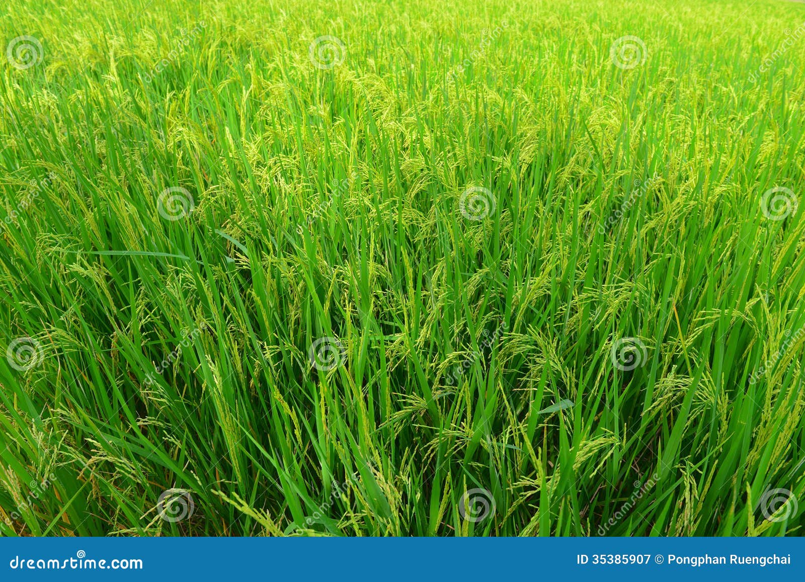 Rice Field stock image. Image of landscapes, nature, scenics - 35385907