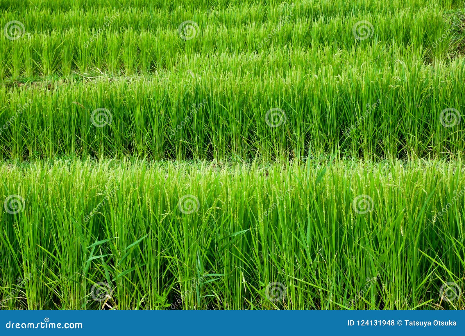Rice field in summer,Japan stock photo. Image of grain - 124131948