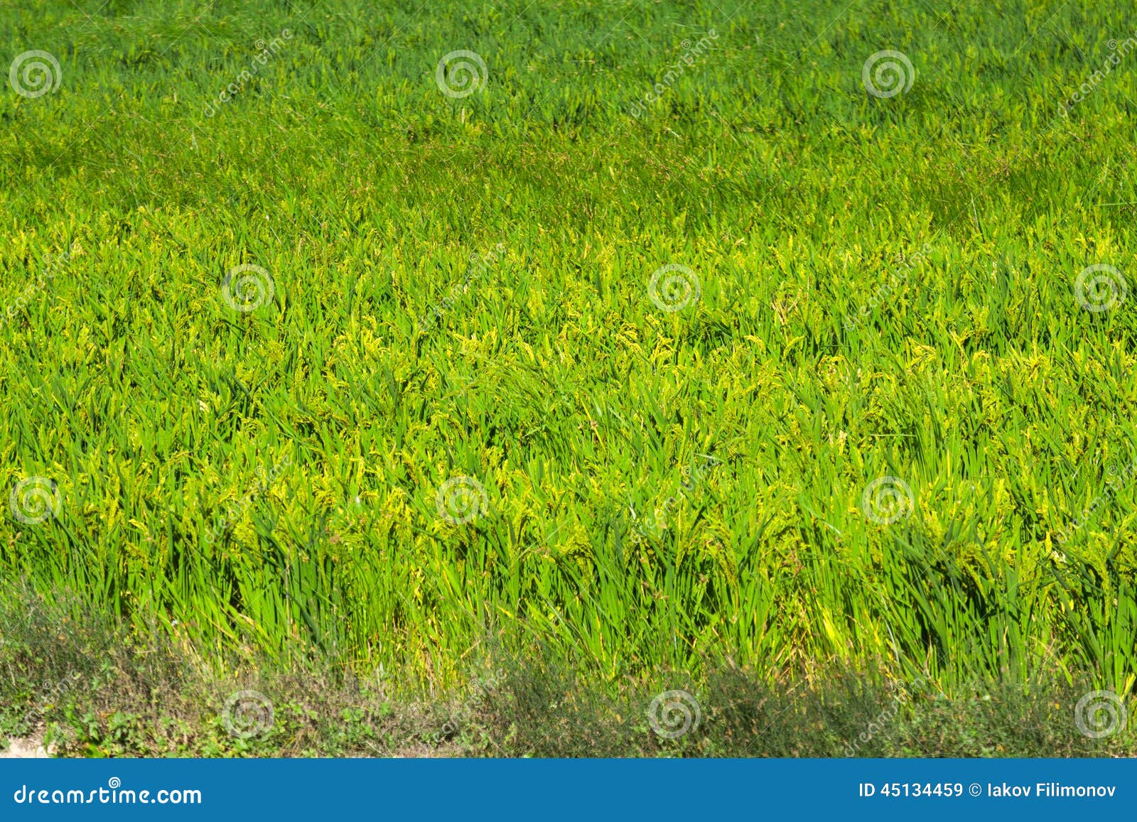 Rice field in summer stock image. Image of grain, plant - 45134459