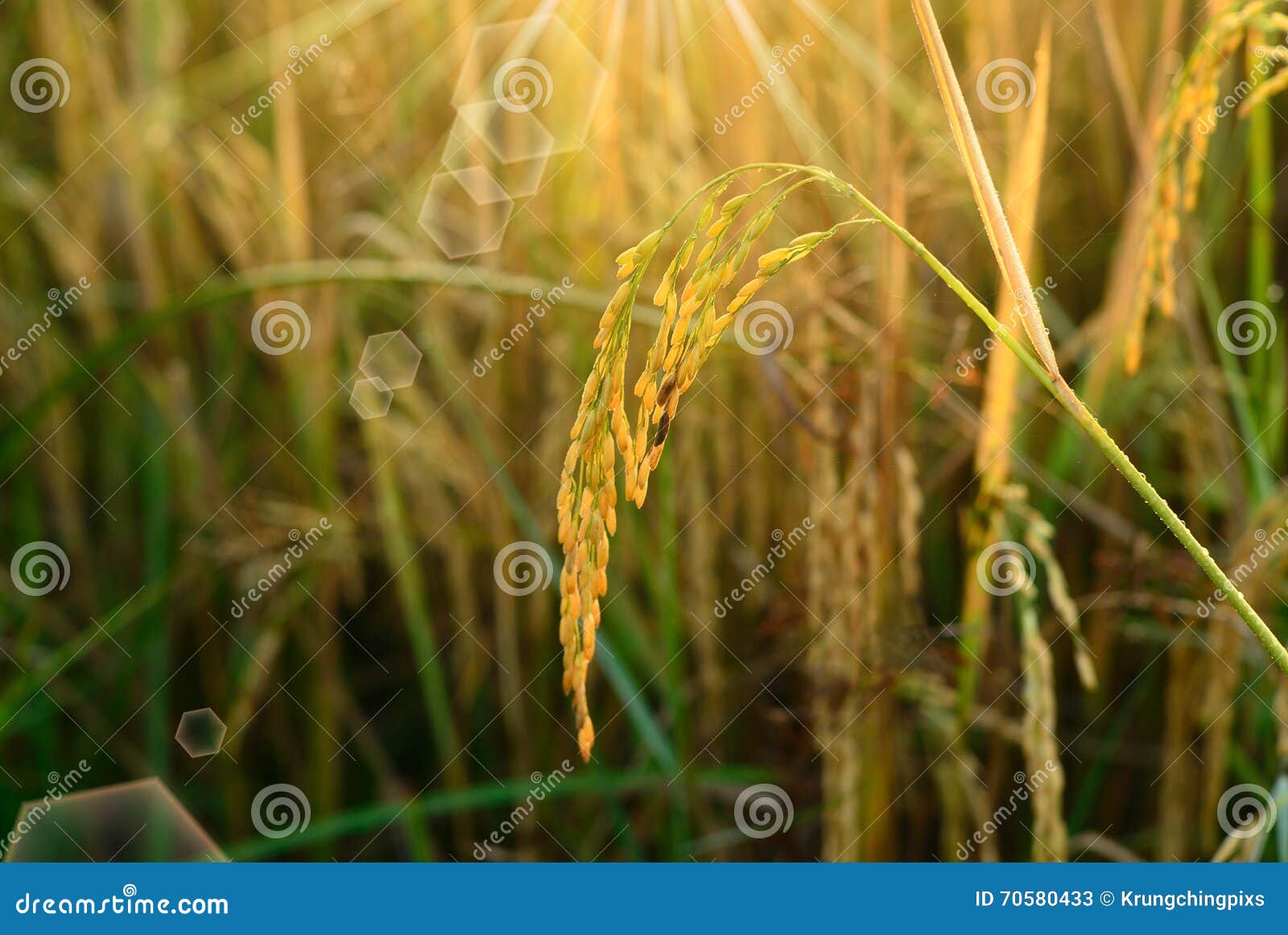 Rice field stock image. Image of farm, ripe, grow, cultivation - 70580433