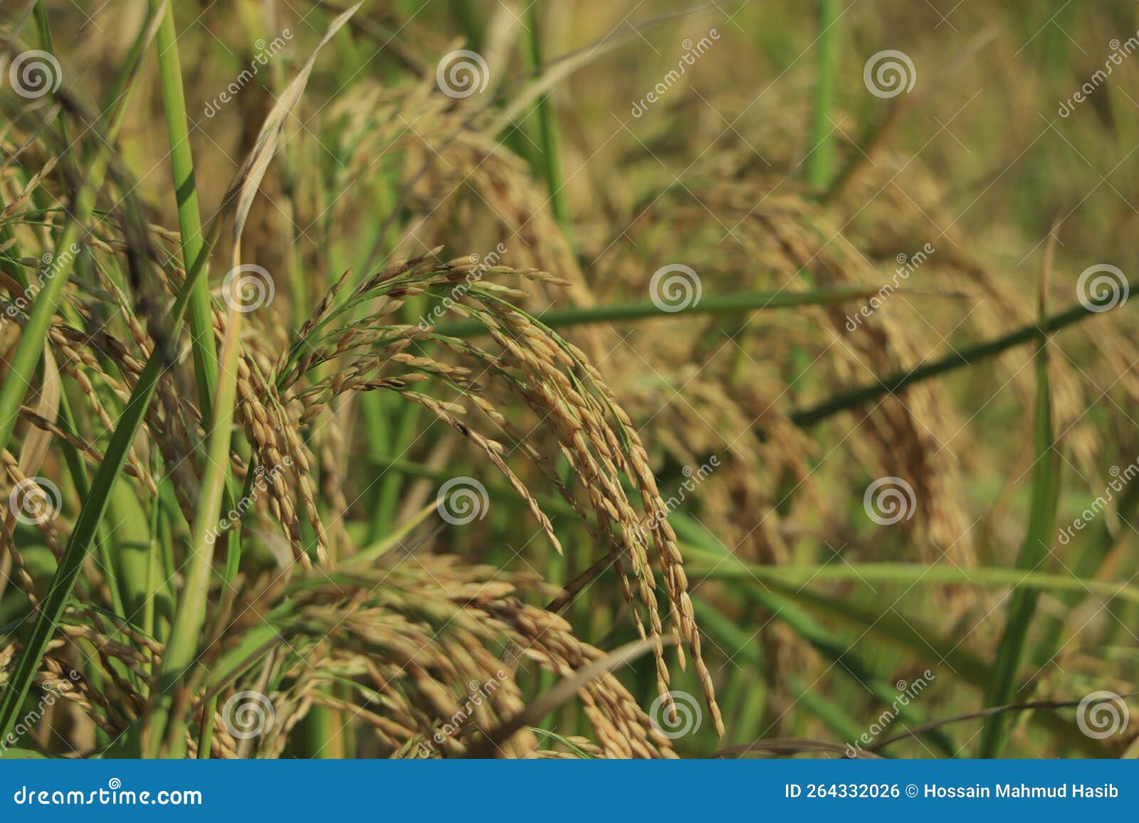 Rice Field with Sunlight at Bangladesh Stock Photo - Image of branch ...