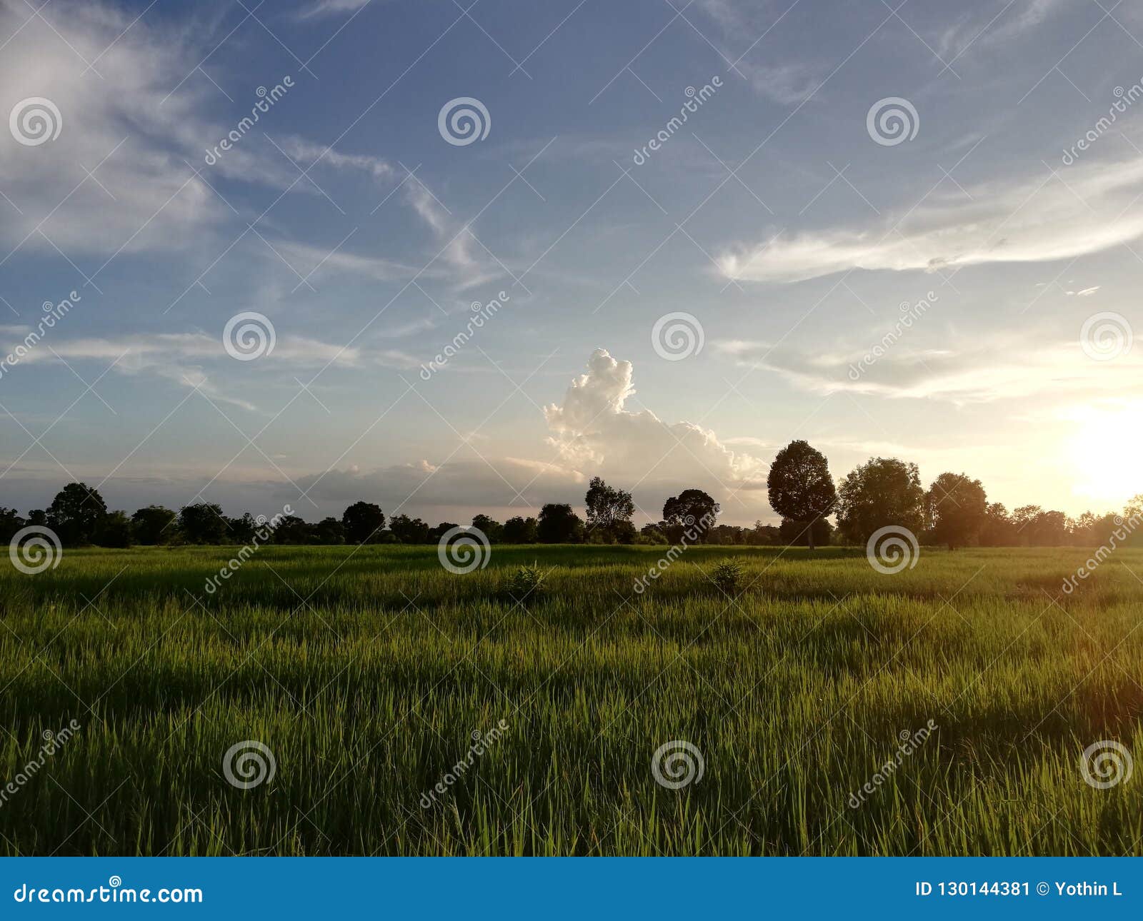Rice Field stock image. Image of sunlight, field, rice - 130144381