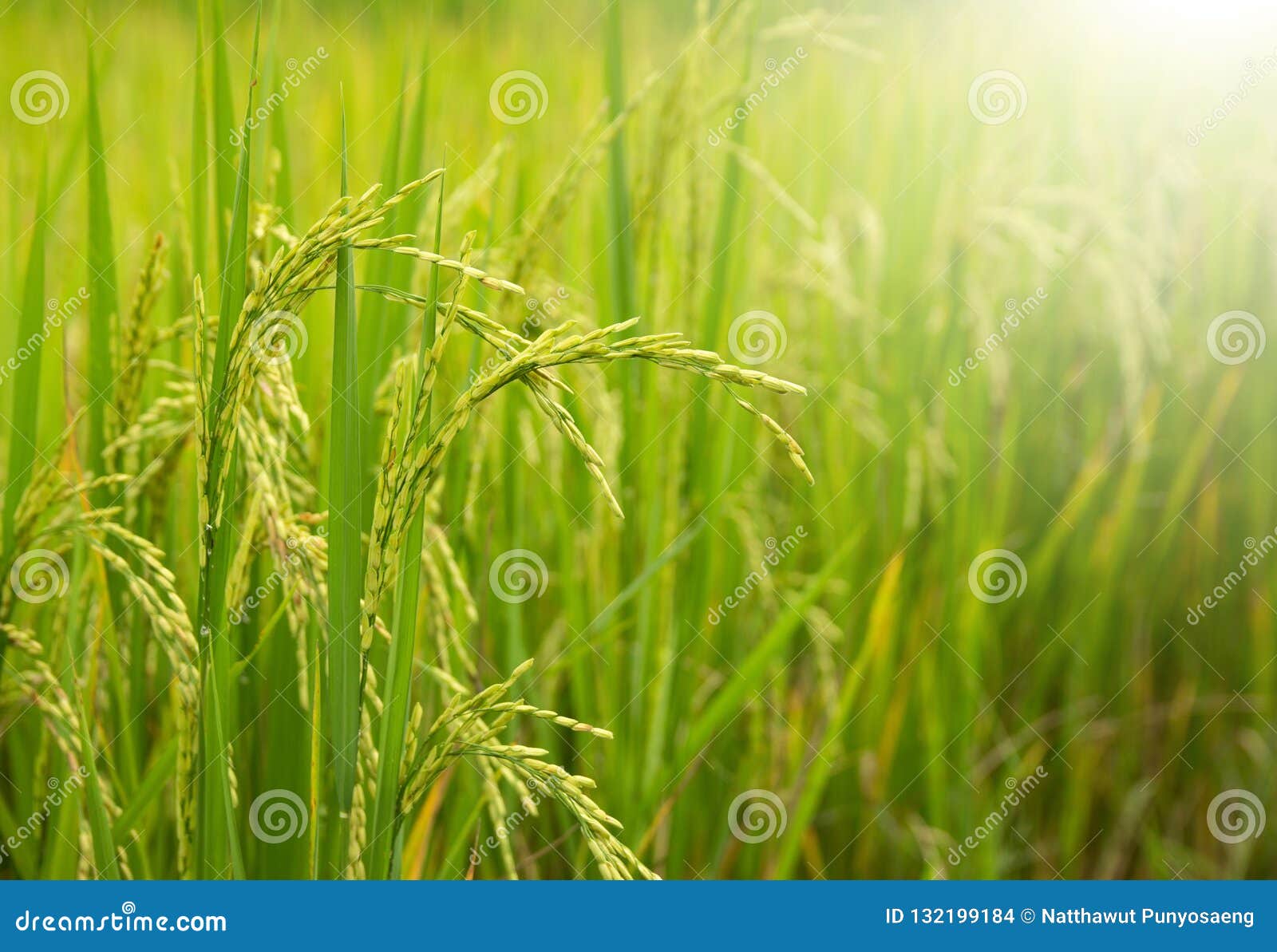 Rice field with sunlight stock photo. Image of meadow - 132199184