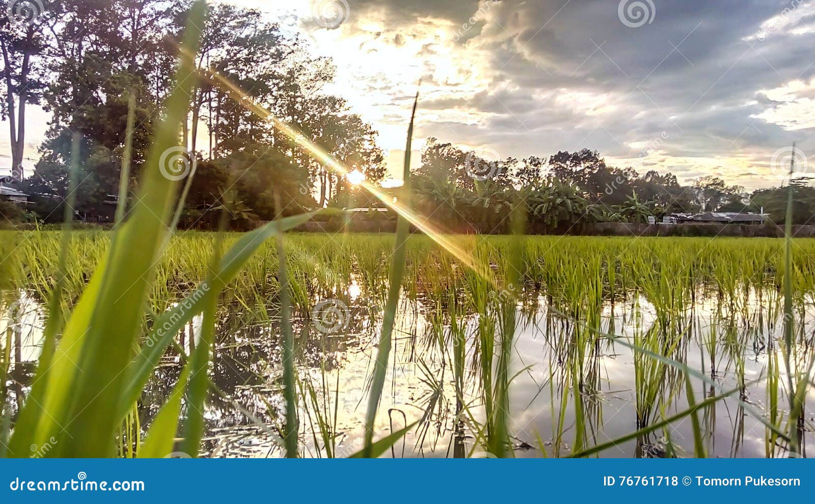 Rice Field with Sunny Background Stock Photo - Image of water, cloud ...