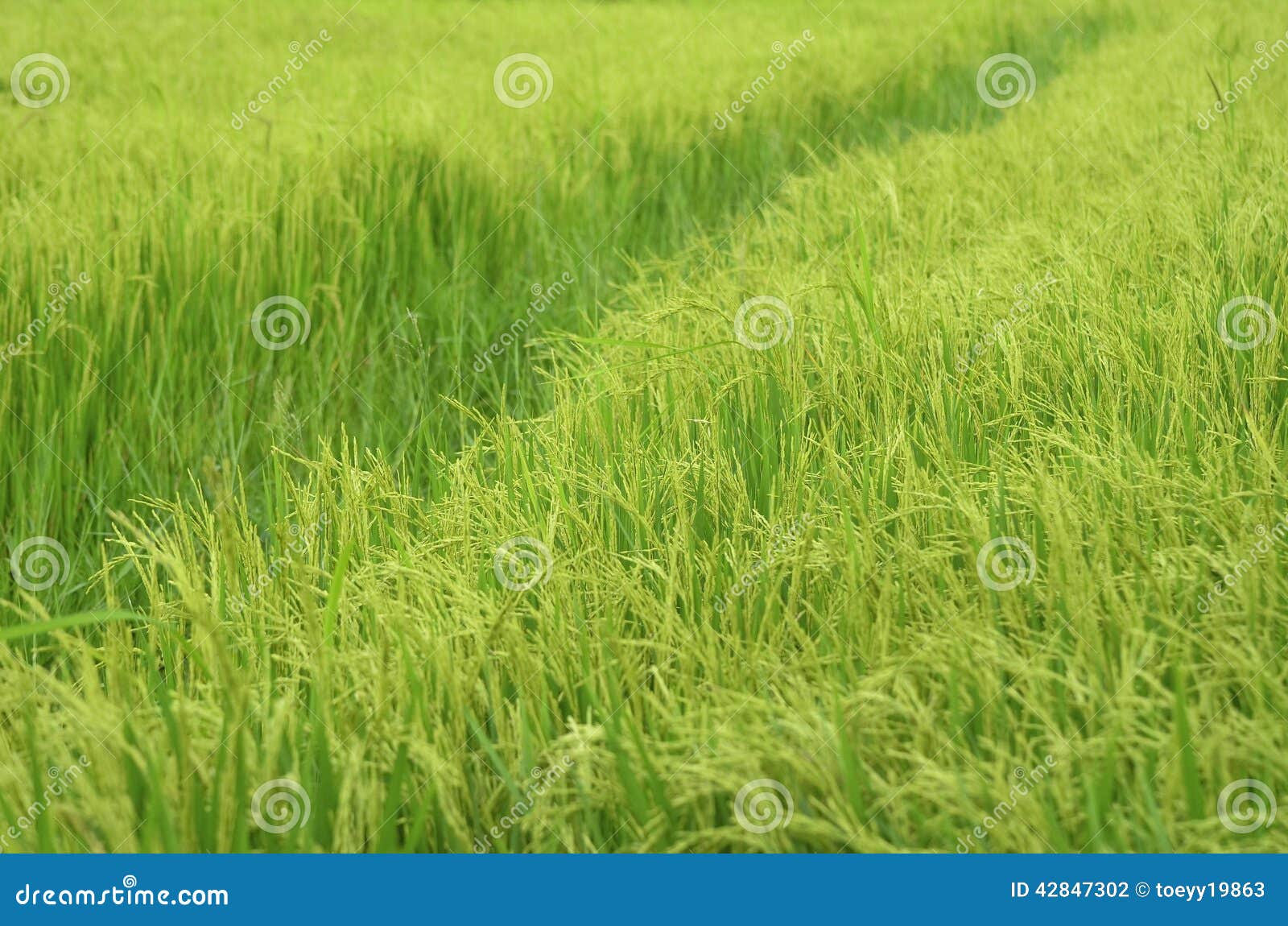 Rice field stock photo. Image of grow, background, harvest - 42847302