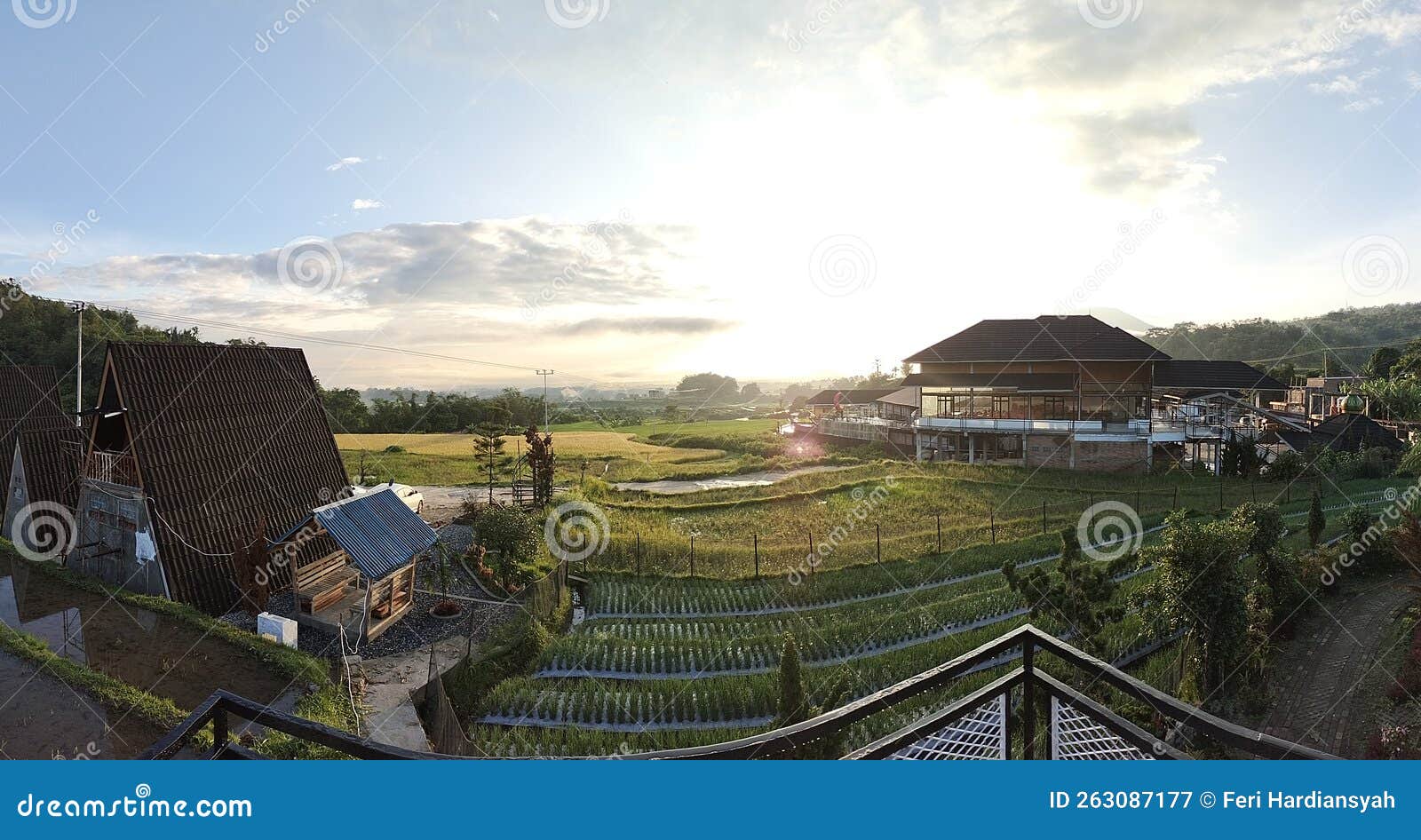 Rice Field and Sunrise Photo Stock Image - Image of ricefields, nature ...