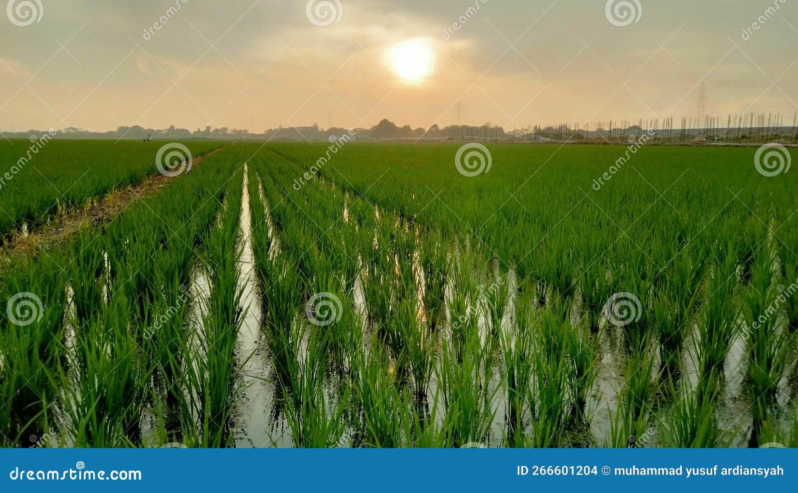 Rice field and the sunrise stock photo. Image of pasture - 266601204