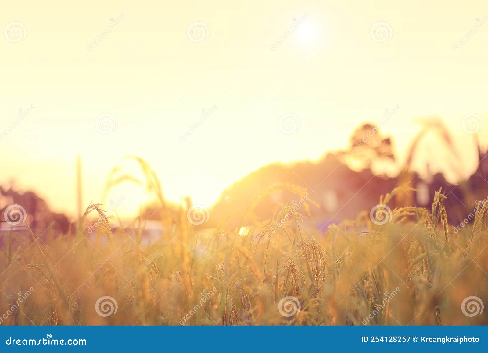 Rice Field at Sunrise Morning Stock Image - Image of farm, plantation ...