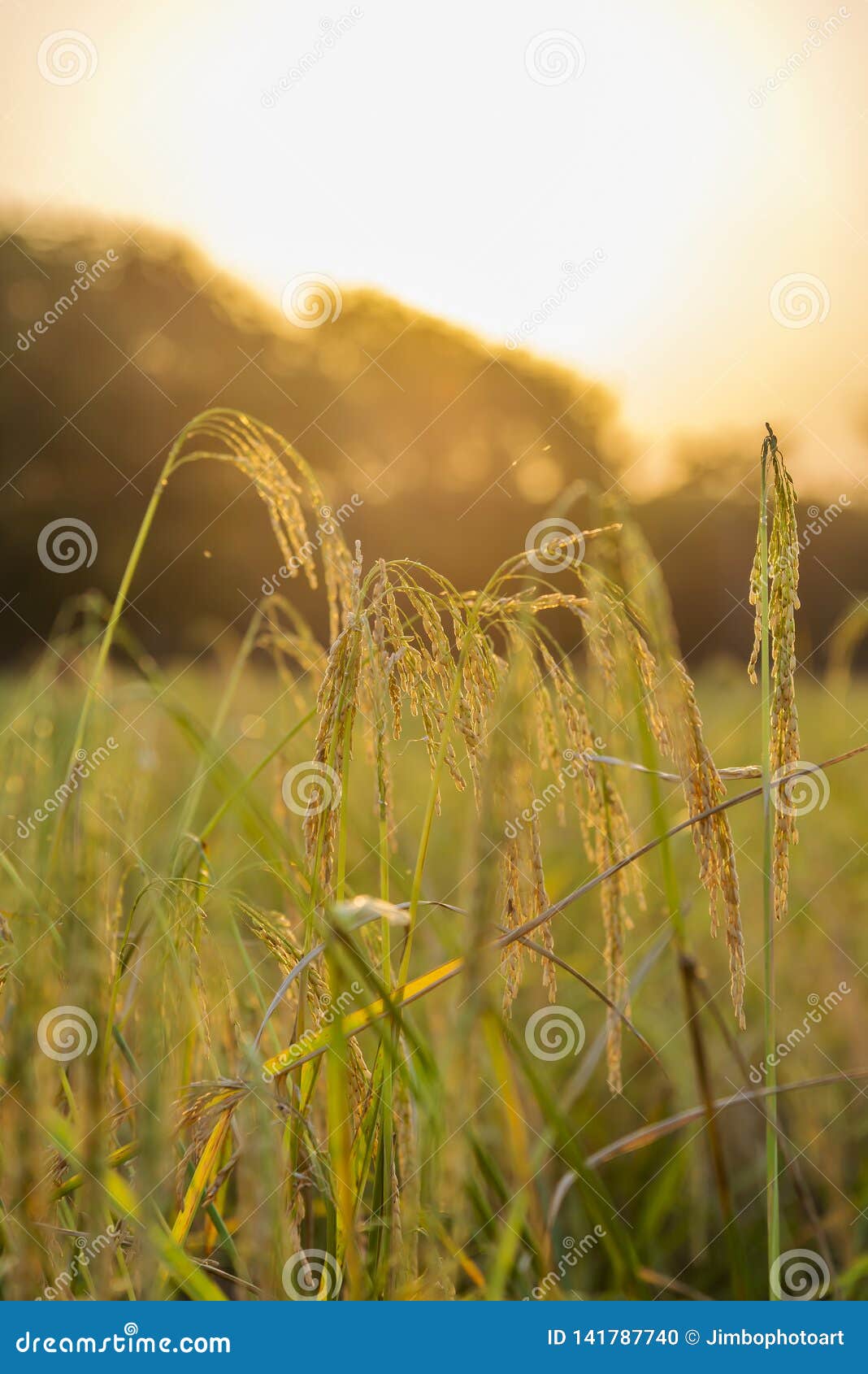 Rice Field with Sunrise or Sunset and Sky Over the Sun Stock Photo ...