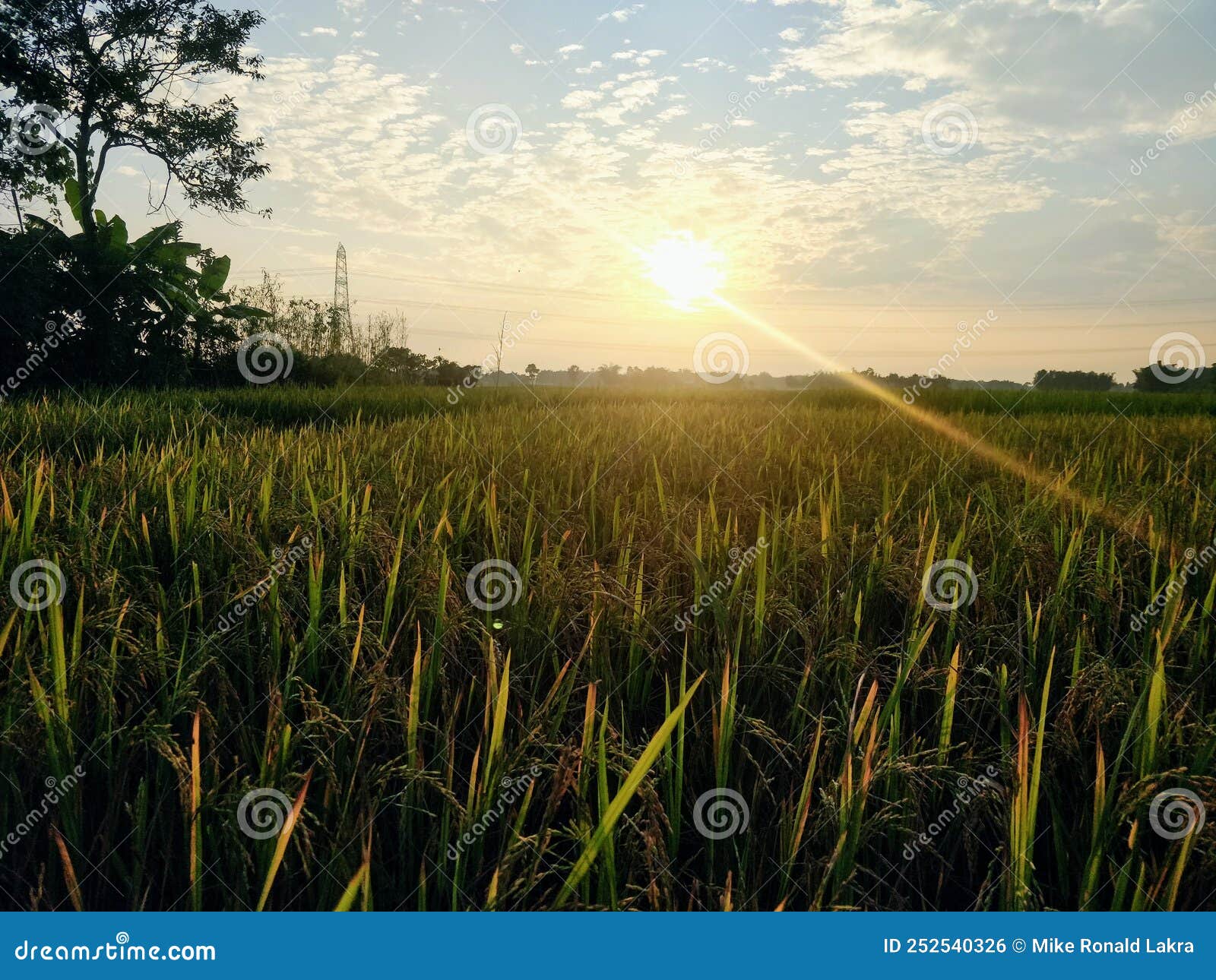 Rice field sunset stock photo. Image of clouds, agriculture - 252540326