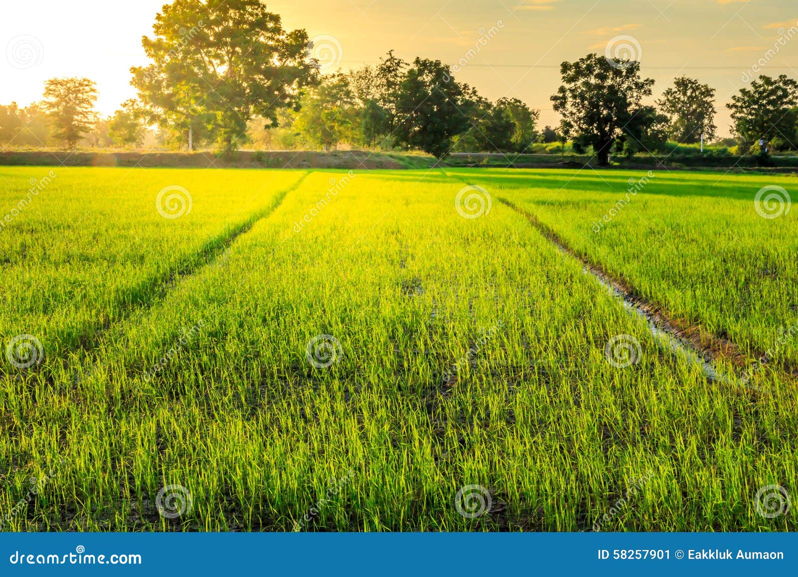 Rice Field at Sunset stock image. Image of background - 58257901