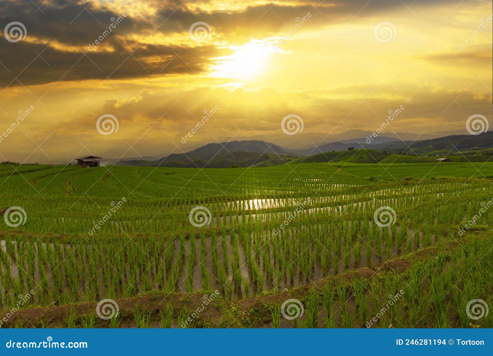 Rice Field and Sunset in Chiang Mai, Thailand Stock Photo - Image of ...
