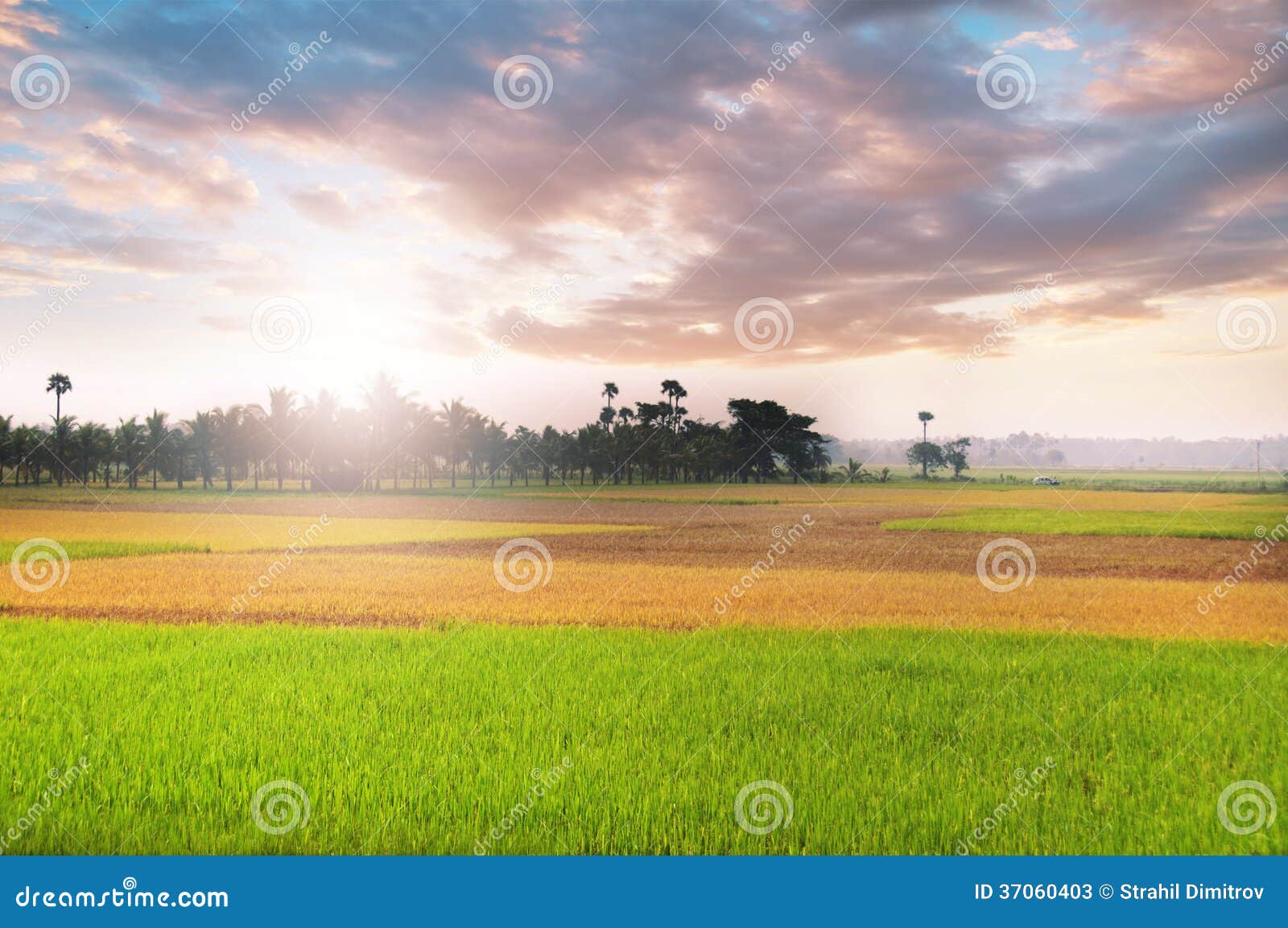 Rice field at sunset stock image. Image of golden, beautiful - 37060403