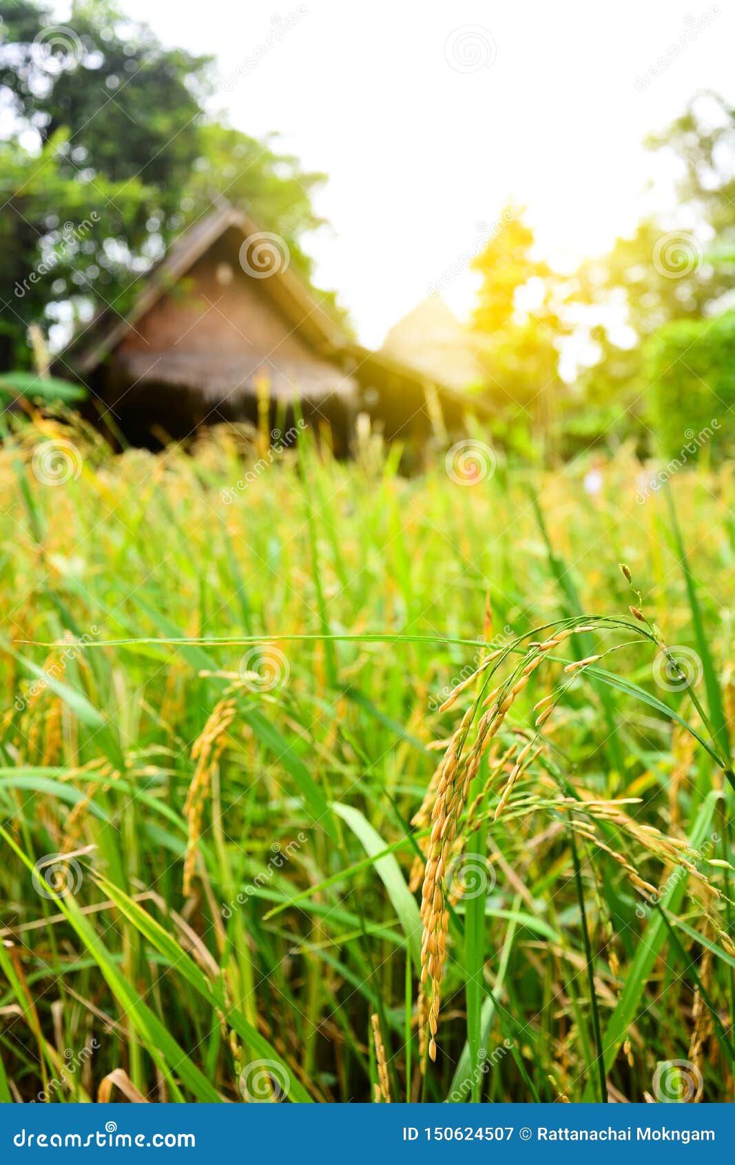 Rice Field at Sunset with a Cottage Background Stock Image - Image of ...