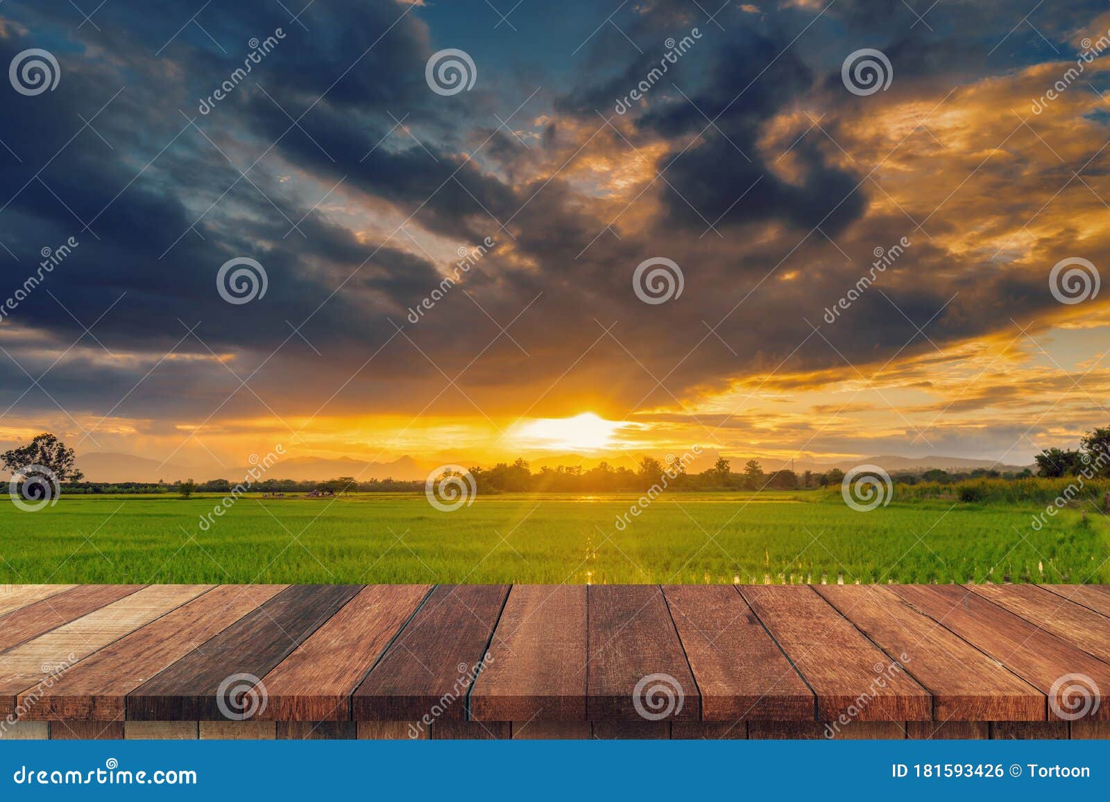 Rice Field Sunset and Empty Wood Table for Product Display and Montage ...