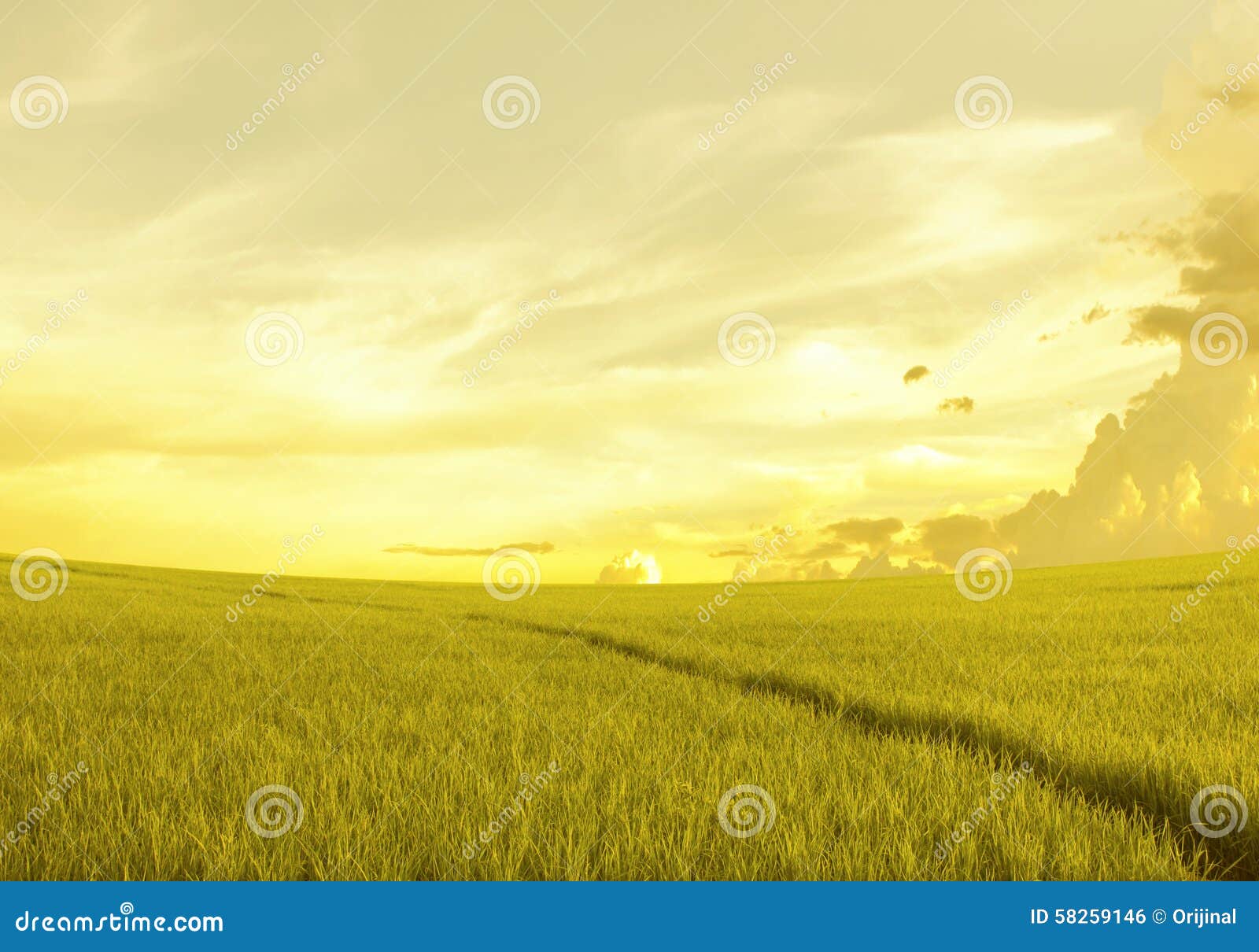 Rice field before sunset stock photo. Image of modern - 58259146