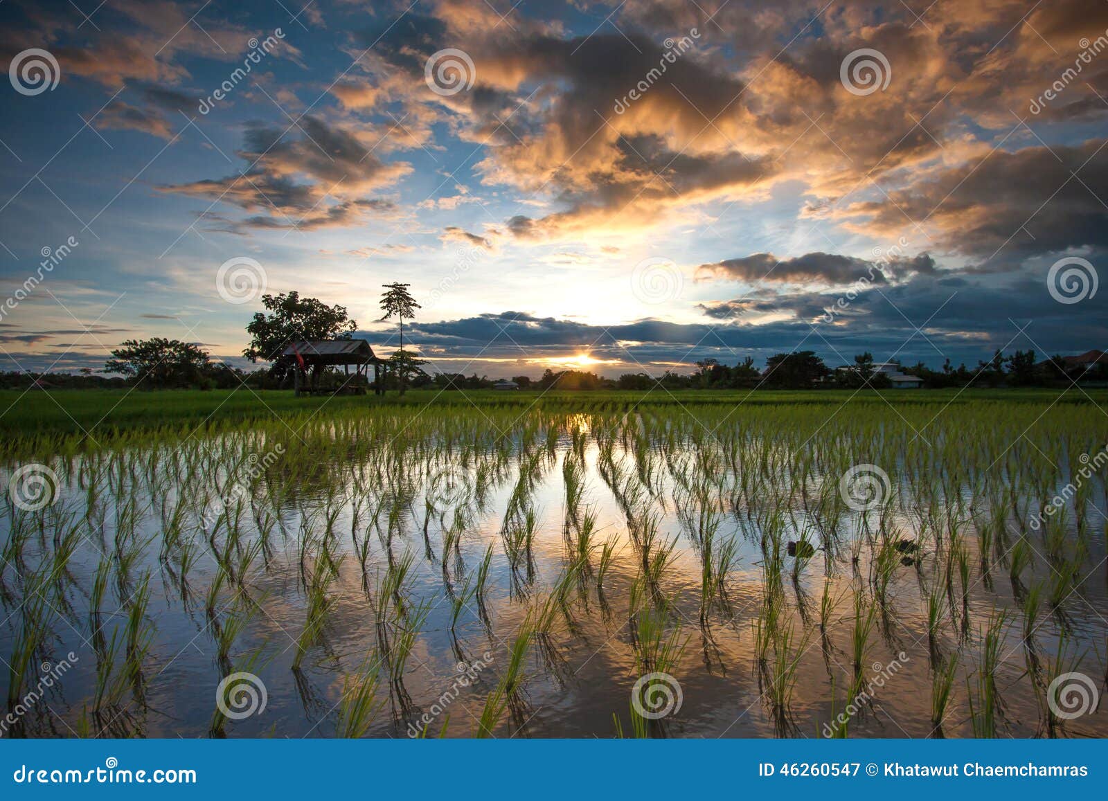 Rice field stock image. Image of plant, light, landscape - 46260547