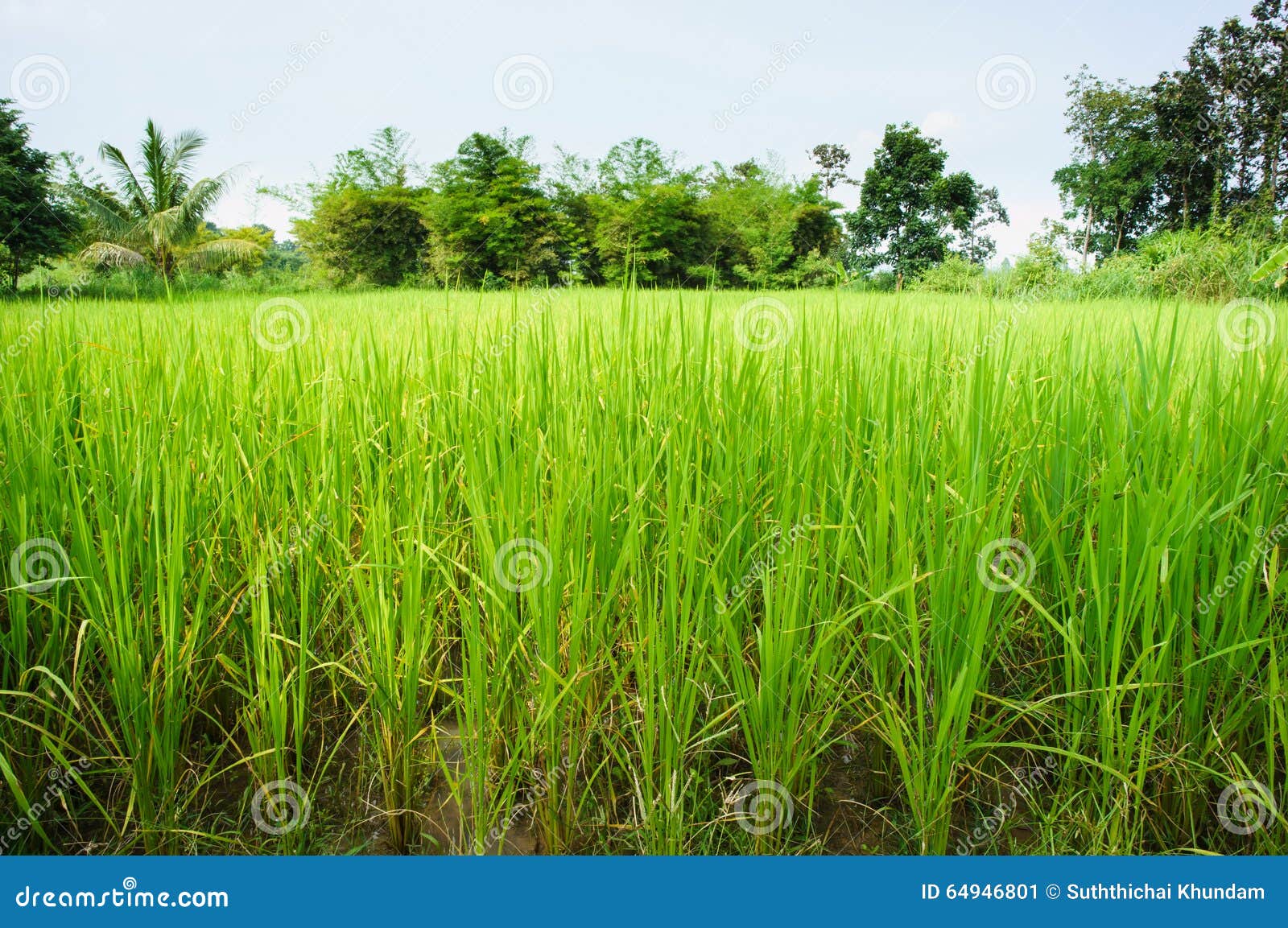Rice field stock image. Image of blue, land, food, growth - 64946801