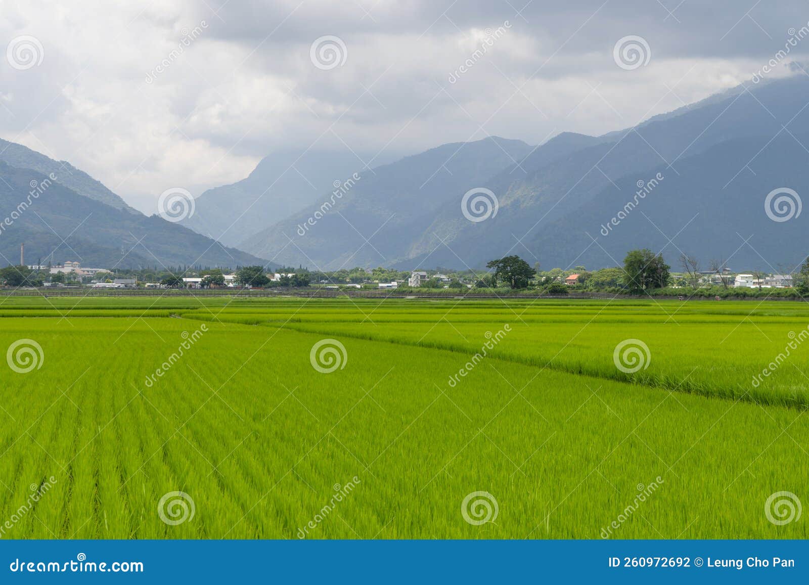 Rice field in Taitung stock photo. Image of forest, scenic - 260972692