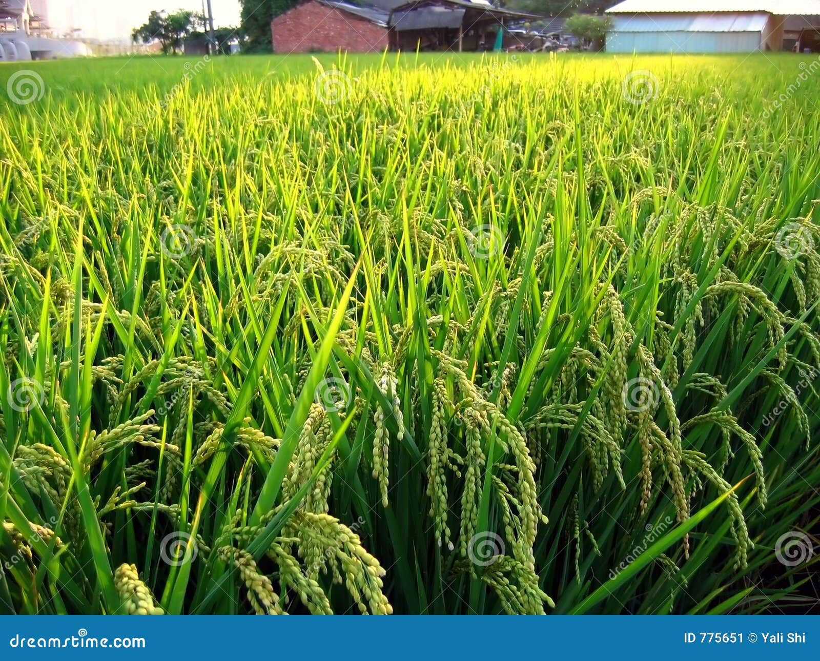 Rice Field in Taiwan stock image. Image of grain, fertile - 775651