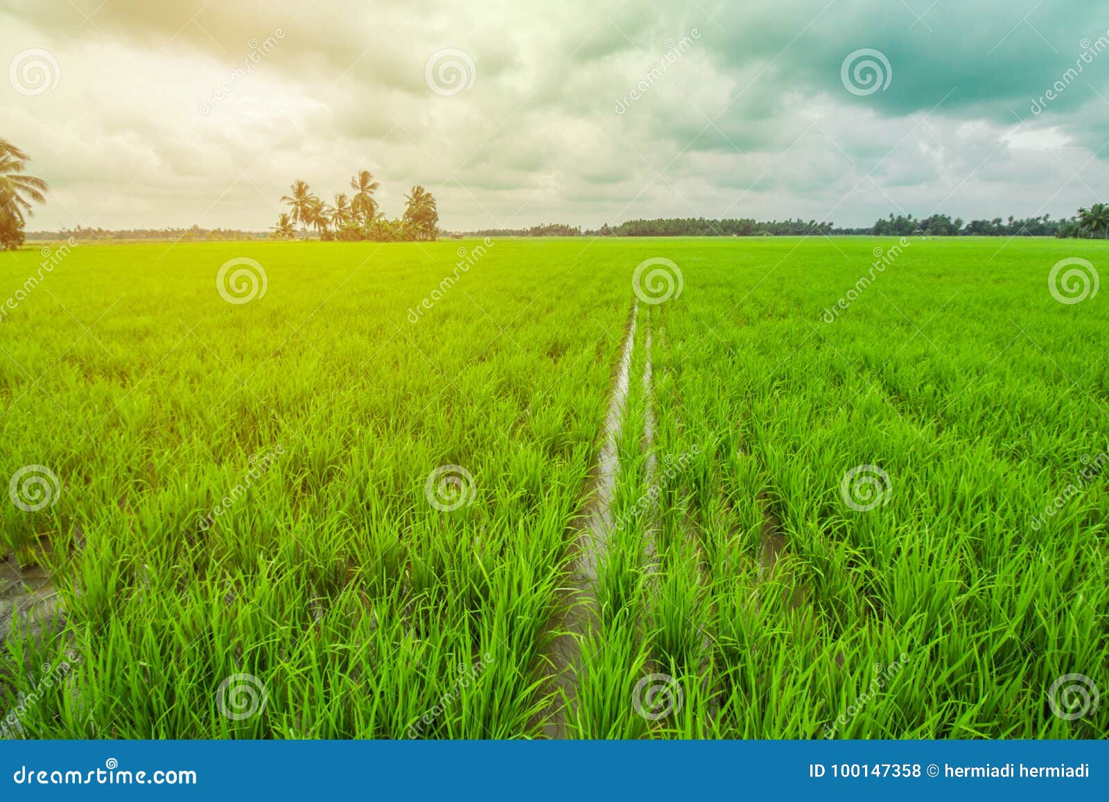 Rice Field stock photo. Image of sunlight, rice, regency - 100147358