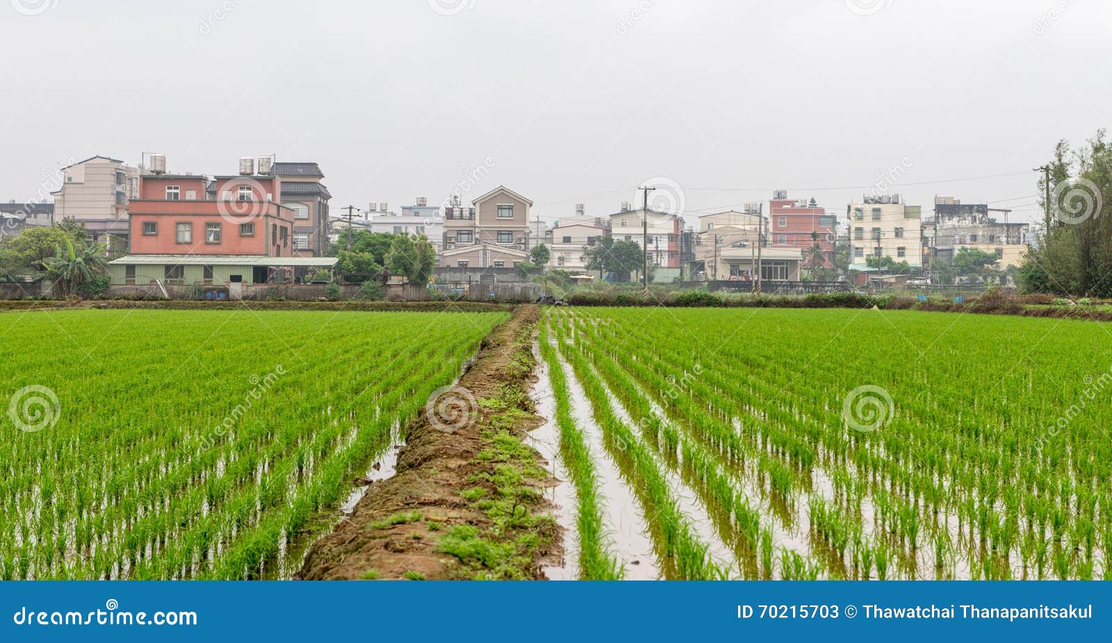Rice Field in Taoyuan District, Taiwan April 2016 Stock Image - Image ...