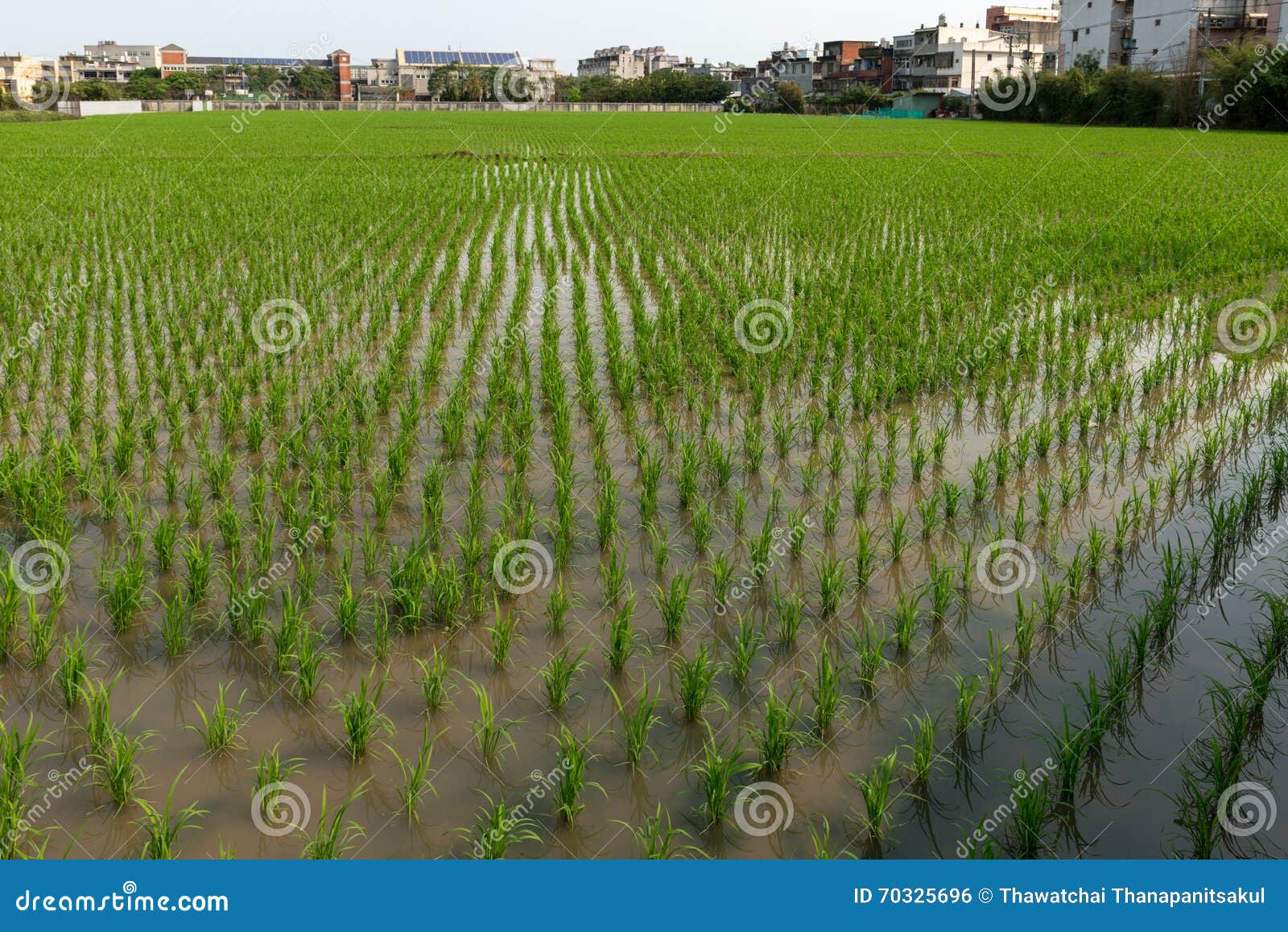 Rice Field in Taoyuan District, Taiwan April 2016 Stock Photo - Image ...