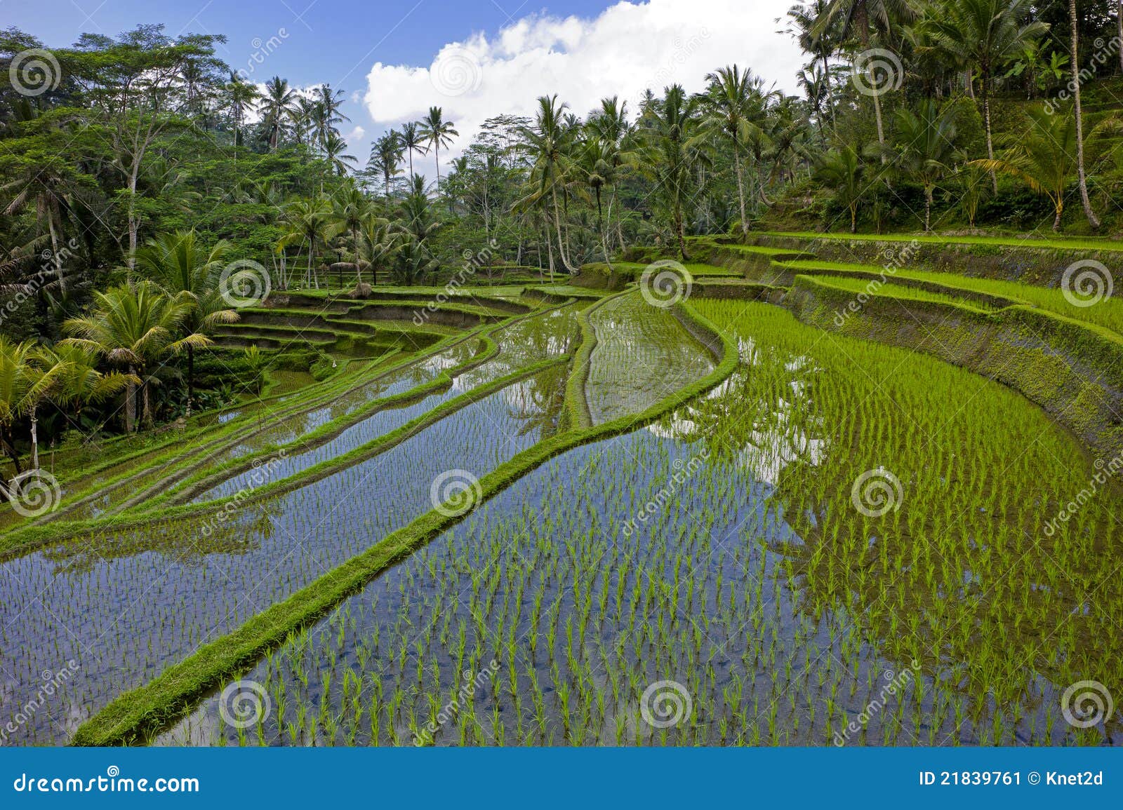 Rice field terrace stock image. Image of colorful, green - 21839761